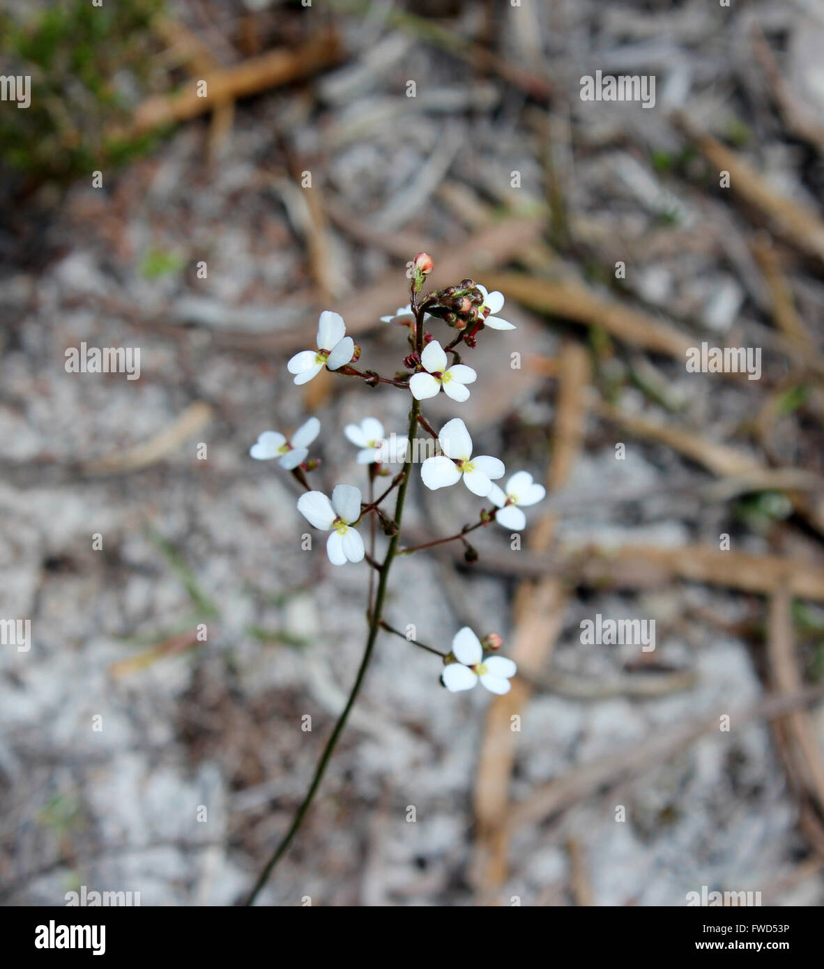 White flowers of Western Australian wildflower Stylidium trigger plants ...