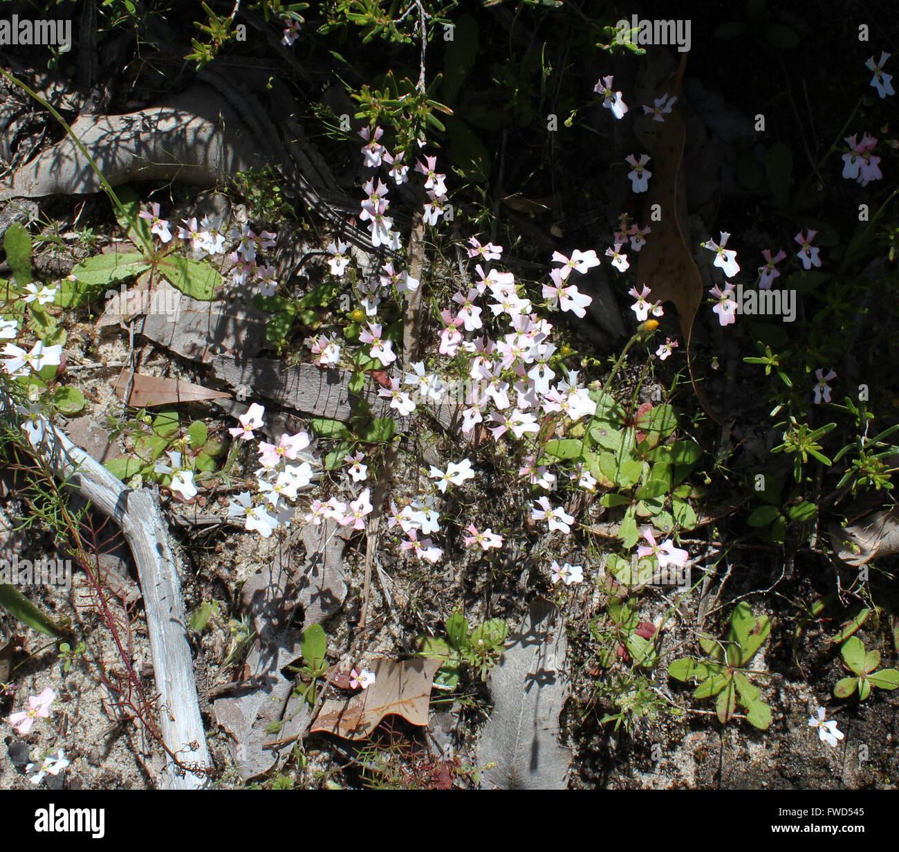 White flowers of Western Australian wildflower Stylidium trigger plants ...