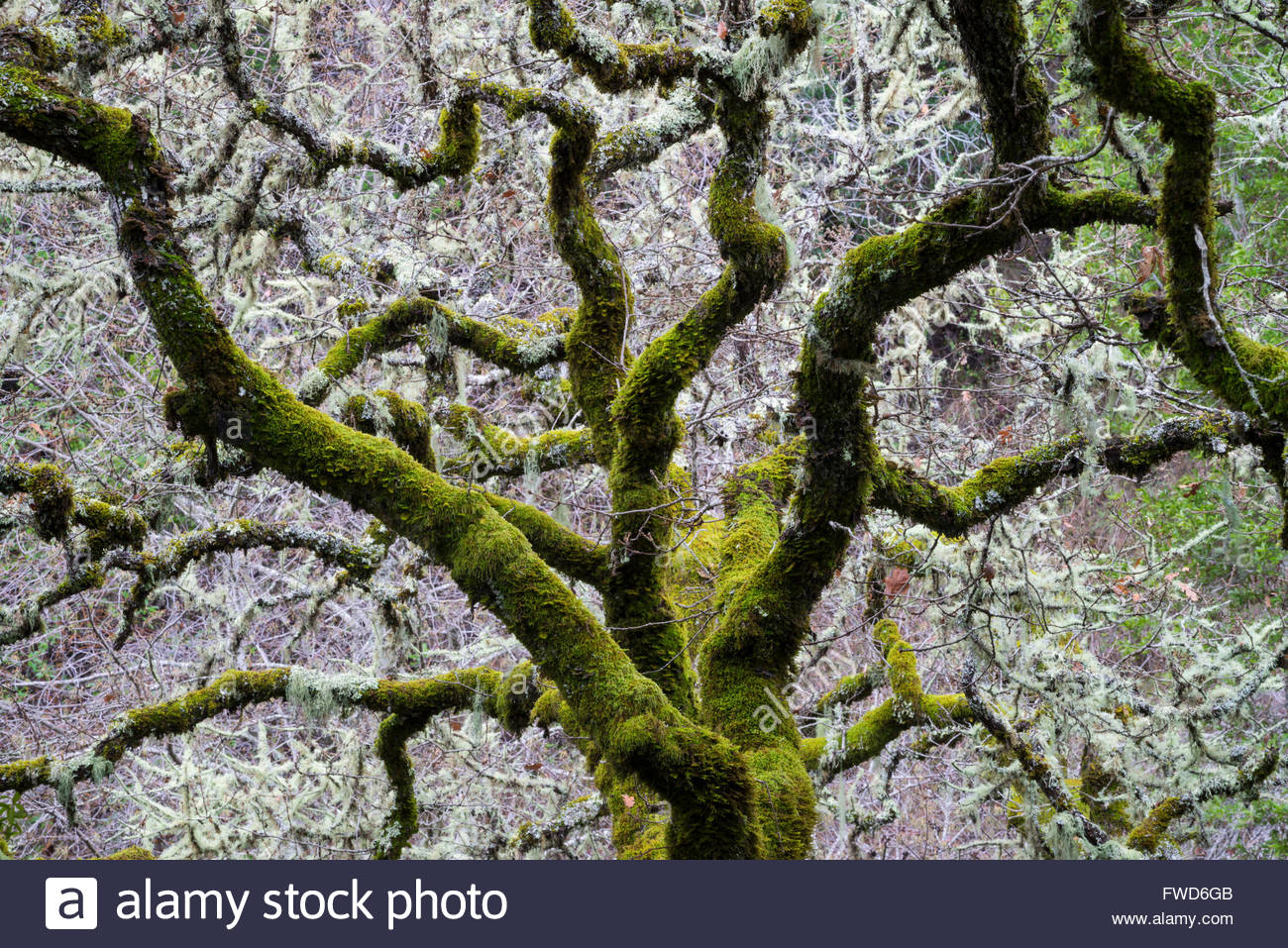 Gnarled Oak Tree Stock Photos & Gnarled Oak Tree Stock Images - Alamy