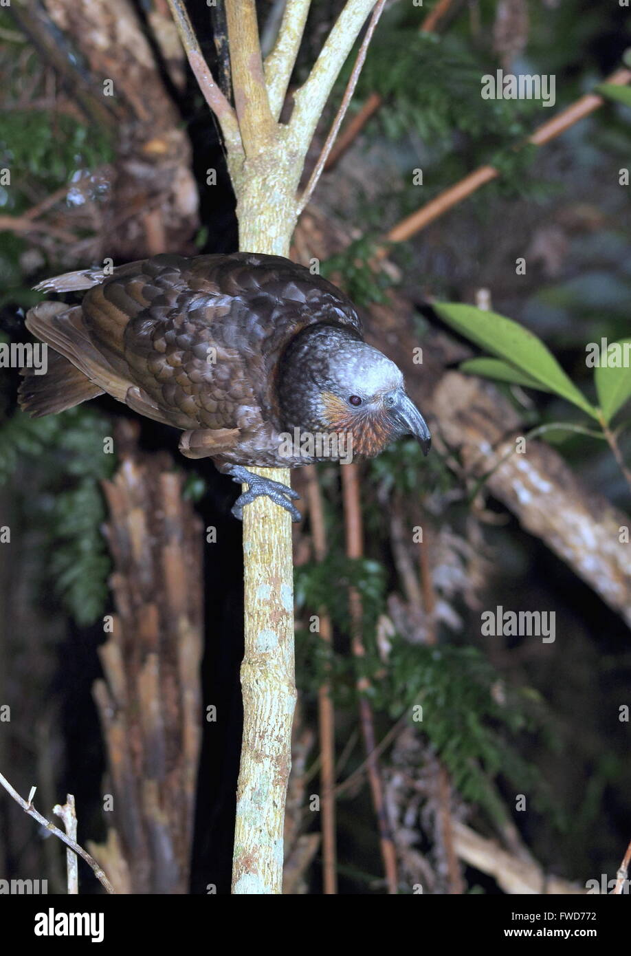 New Zealand Kaka Parrot Stock Photo - Alamy