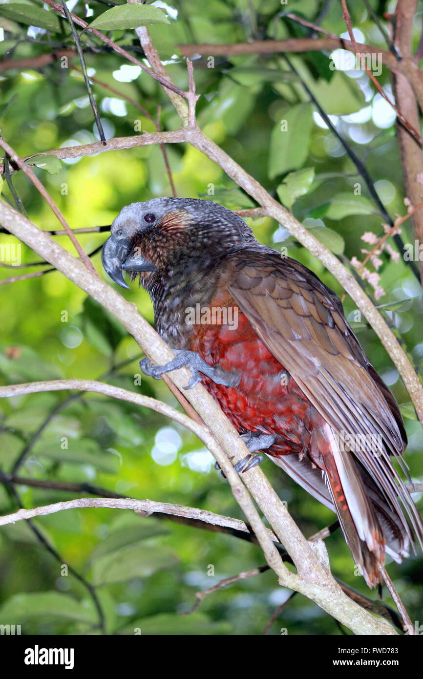 New Zealand Kaka Parrot Stock Photo - Alamy