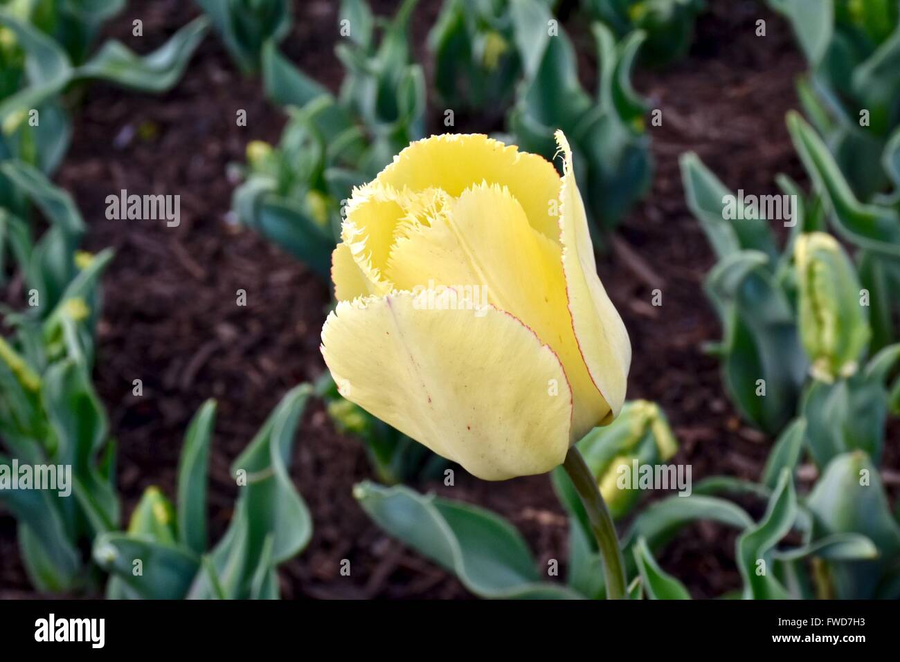 Tulips at the tulip garden in Washington DC, USA Stock Photo - Alamy
