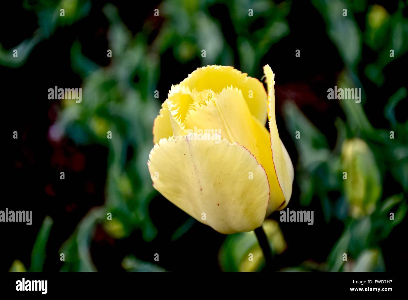 Tulips at the tulip garden in Washington DC, USA Stock Photo - Alamy