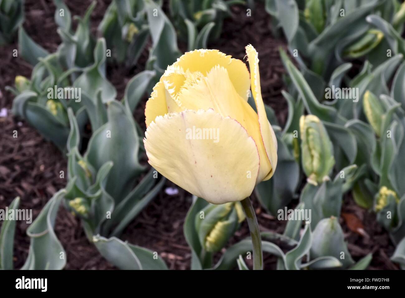 Tulips at the tulip garden in Washington DC, USA Stock Photo - Alamy