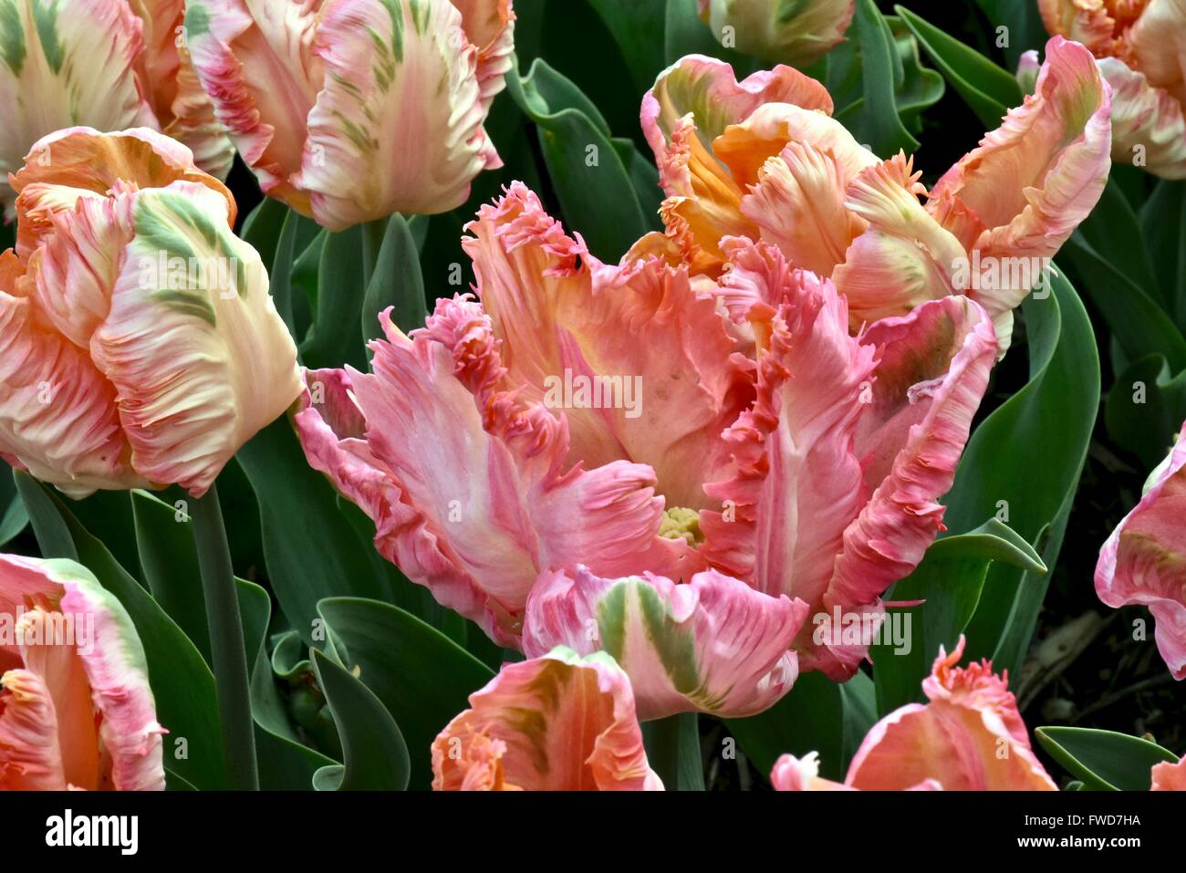 Tulips at the tulip garden in Washington DC, USA Stock Photo - Alamy