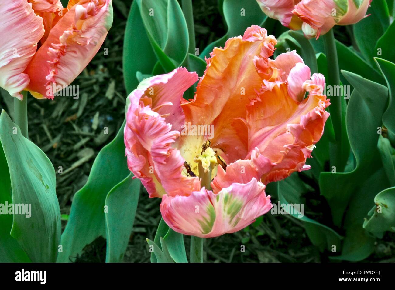 Tulips at the tulip garden in Washington DC, USA Stock Photo - Alamy