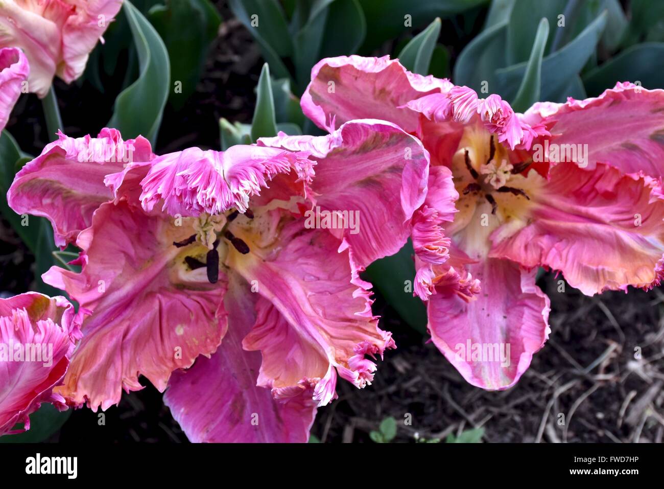 Tulips at the tulip garden in Washington DC, USA Stock Photo - Alamy
