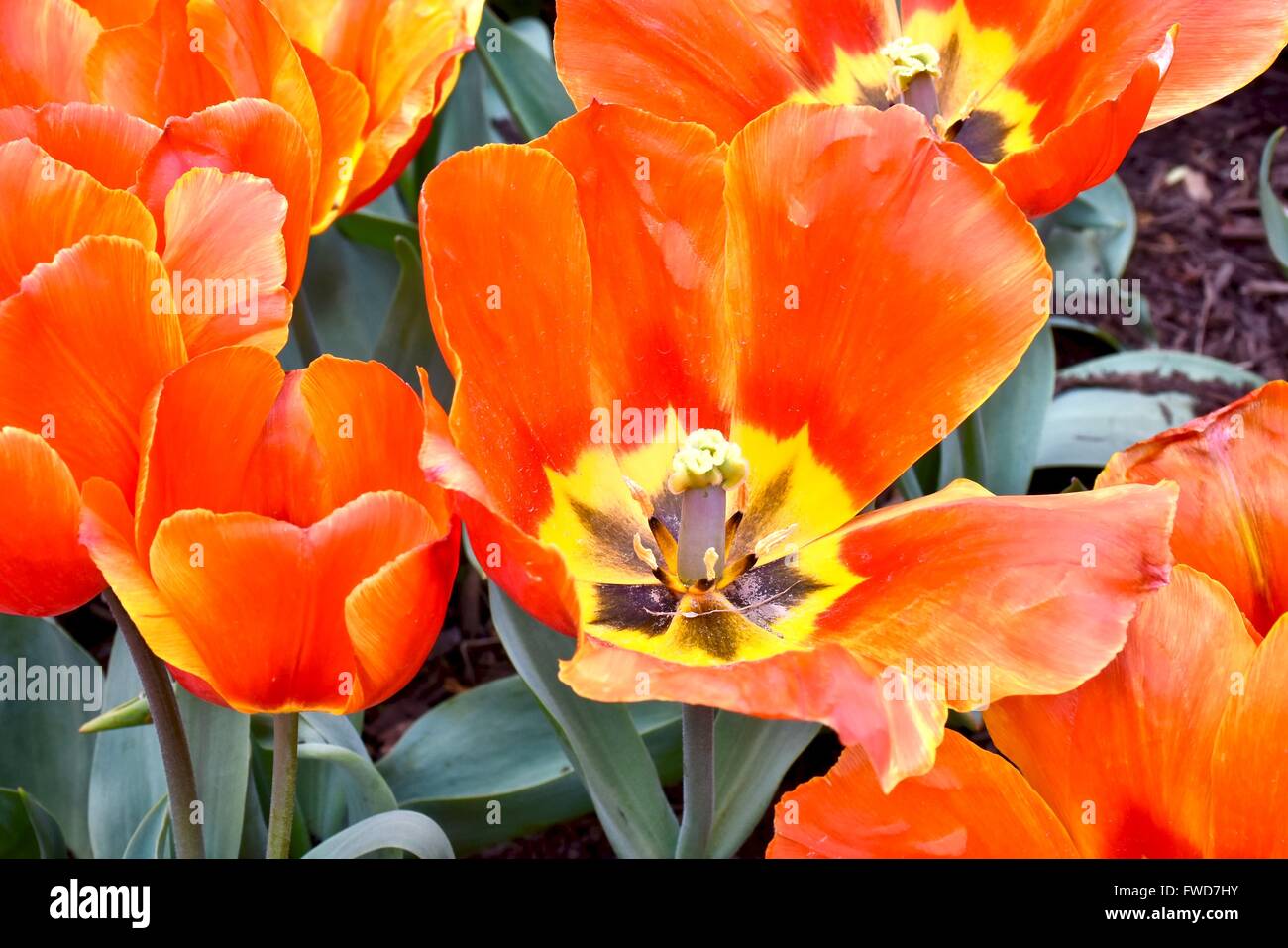 Tulips at the tulip garden in Washington DC, USA Stock Photo - Alamy