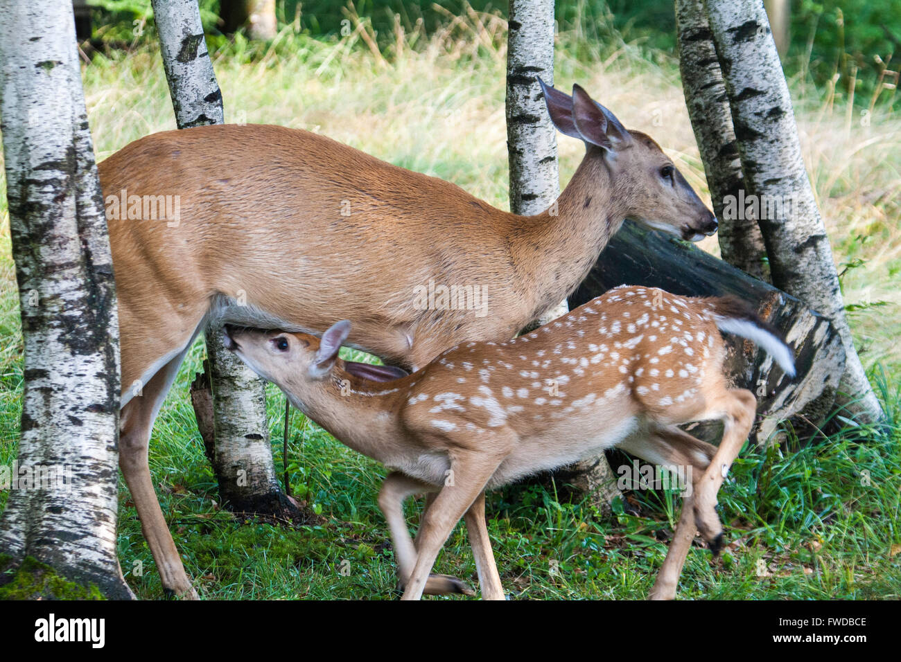 Doe and fawn white tailed deer hi-res stock photography and images - Alamy