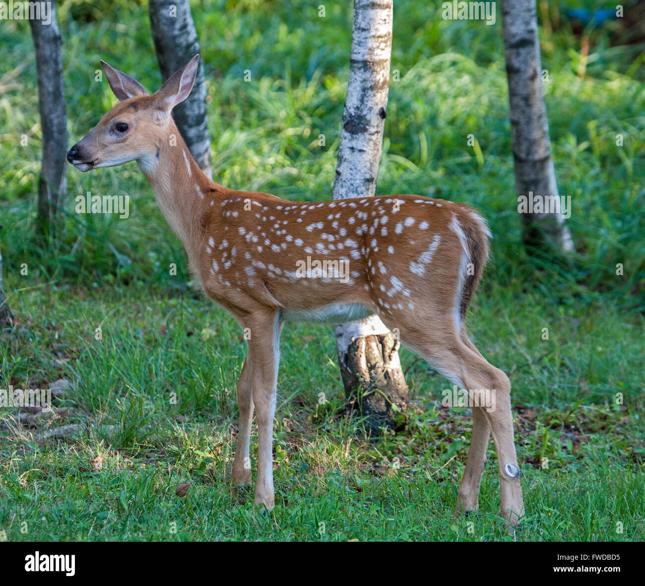 Young White Tailed Fawn Standing Stock Photo - Alamy