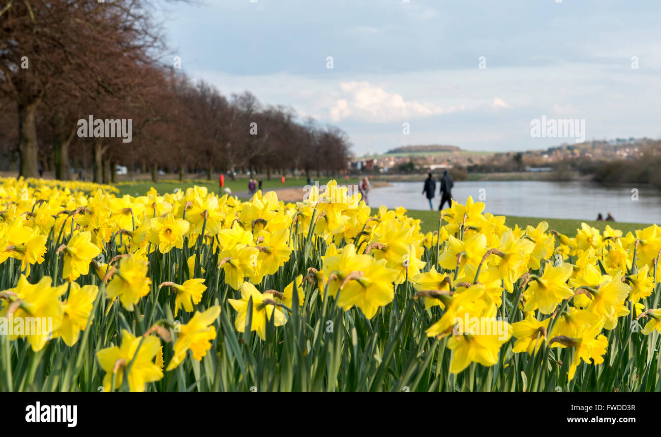 Spring Daffodils along the River Trent at Victoria Embankment in ...