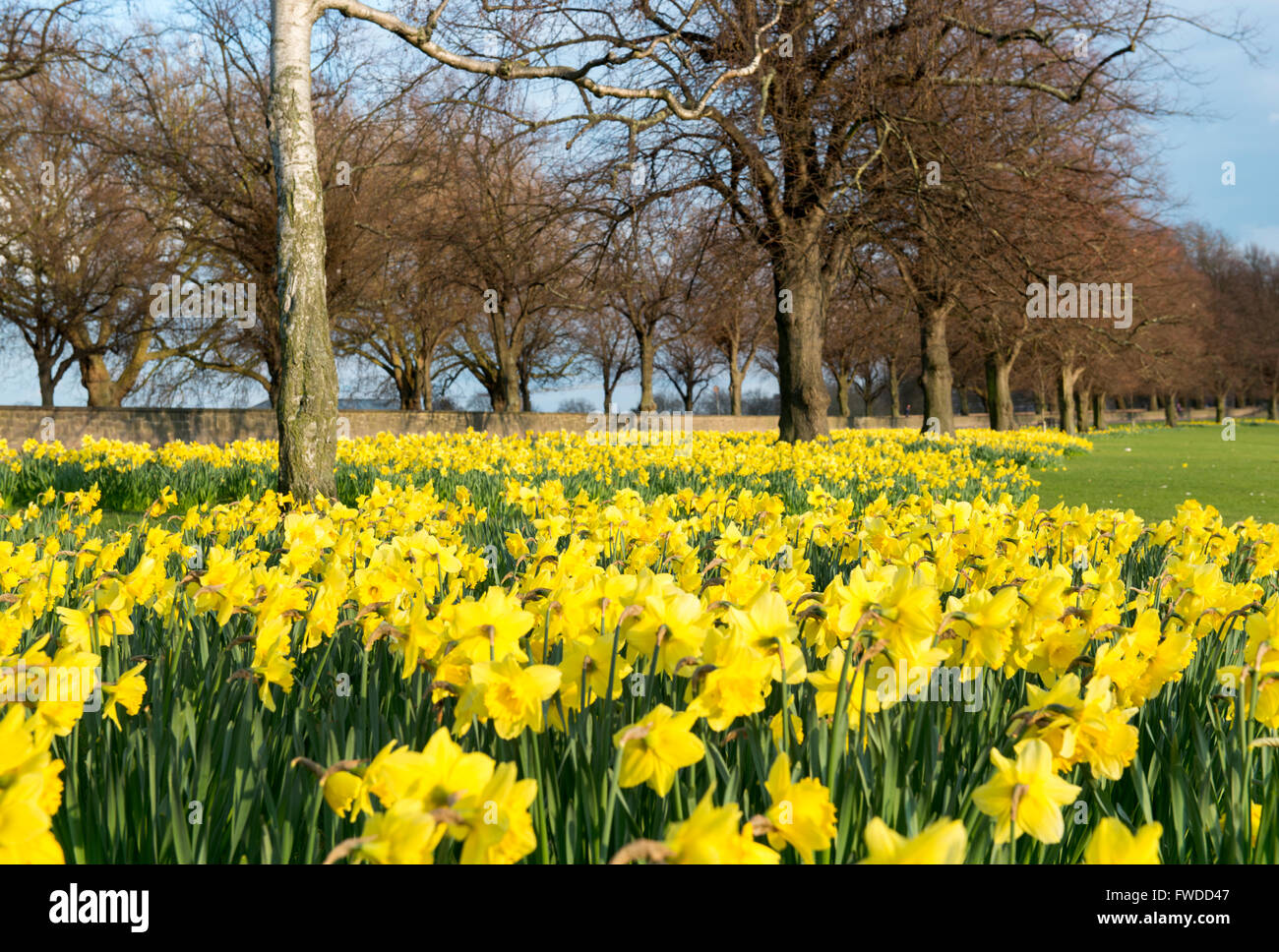 Spring Daffodils along the River Trent at Victoria Embankment in ...
