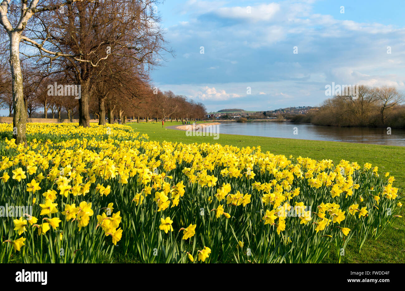 Spring Daffodils along the River Trent at Victoria Embankment in ...