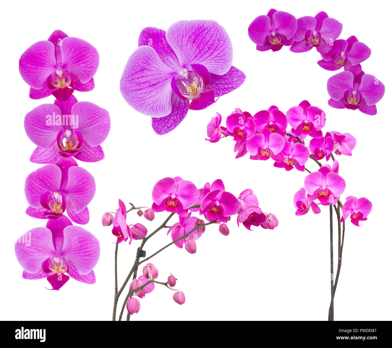 flowers of orchid frame Stock Photo - Alamy