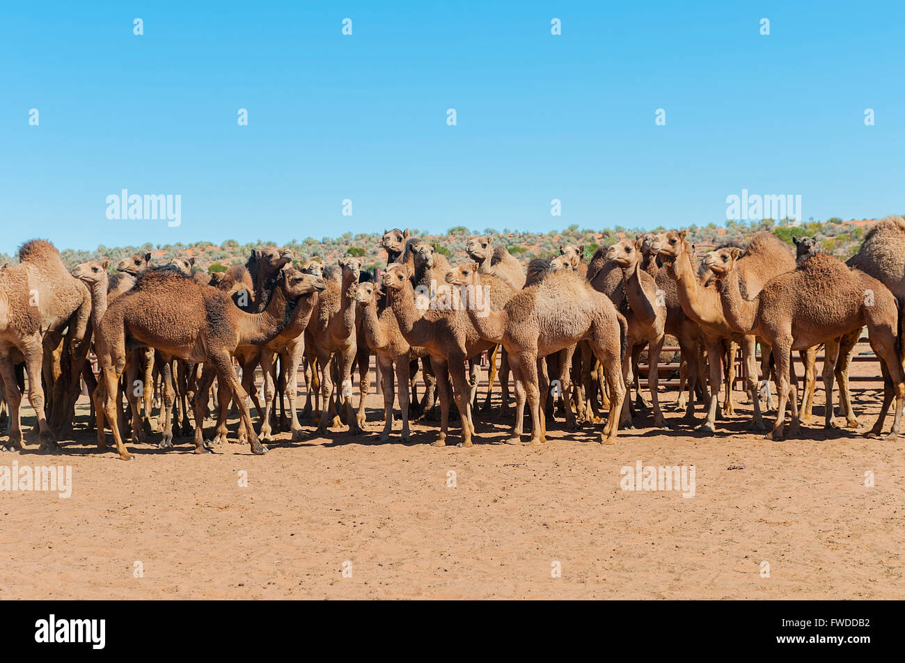 Camel feral australia hi-res stock photography and images - Alamy