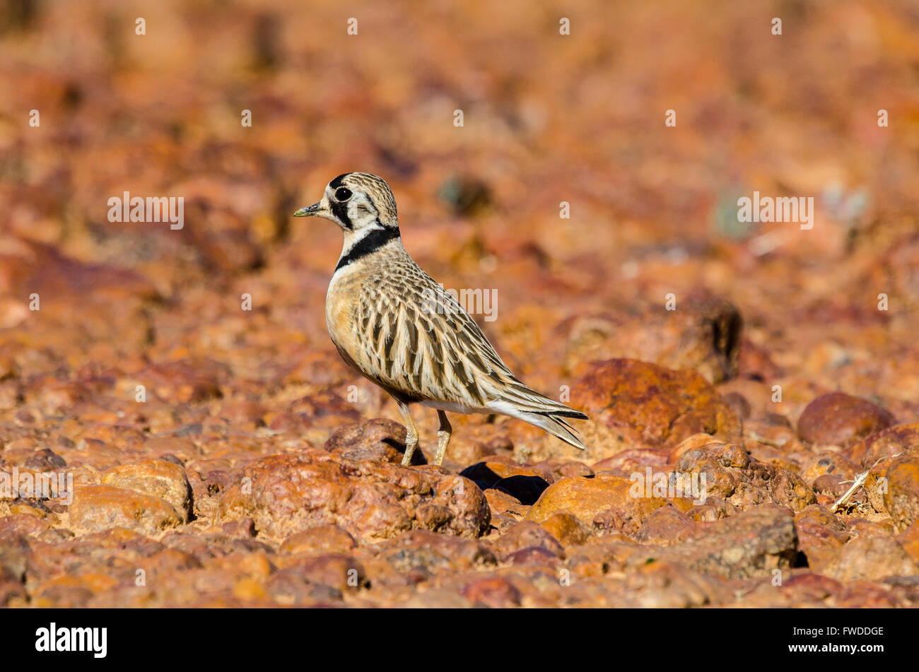 Inland Dotterel Peltohyas australis amongst gibber desert plains ...