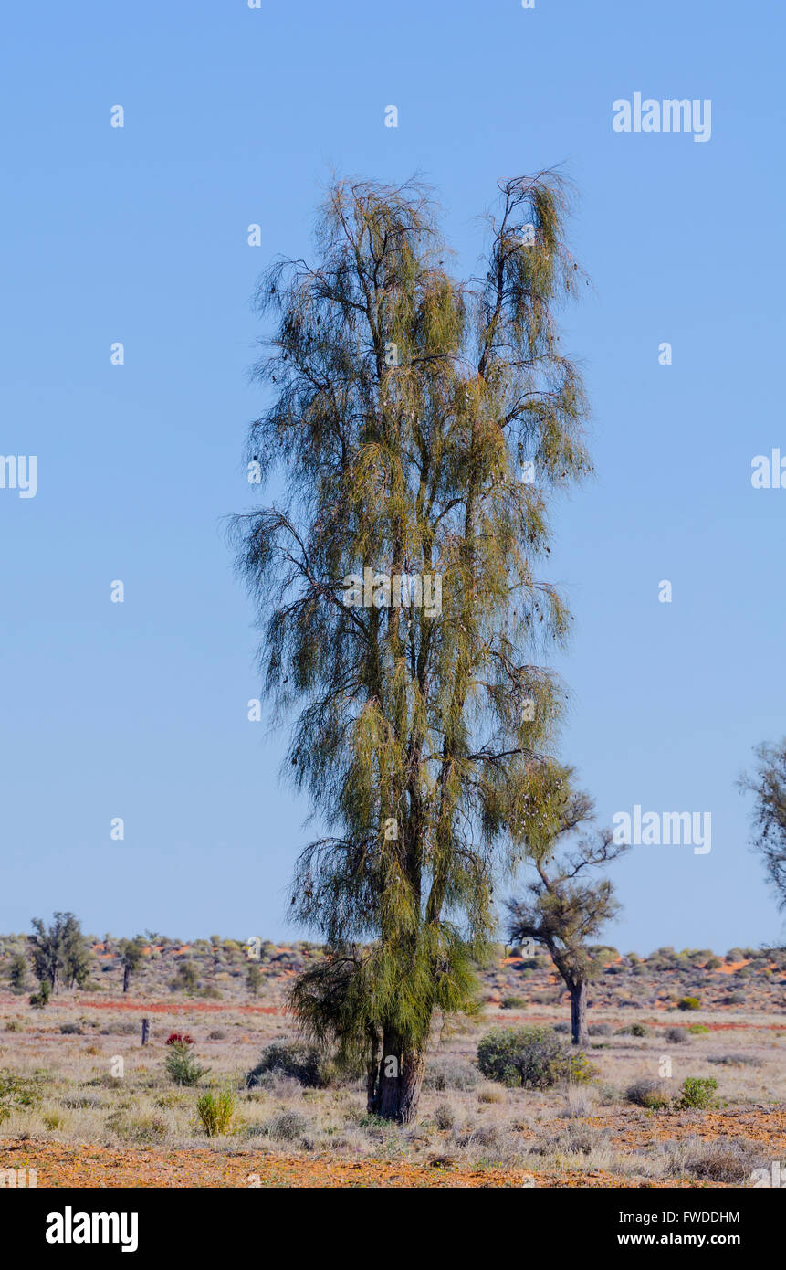 Acacia tree australia hi-res stock photography and images - Alamy