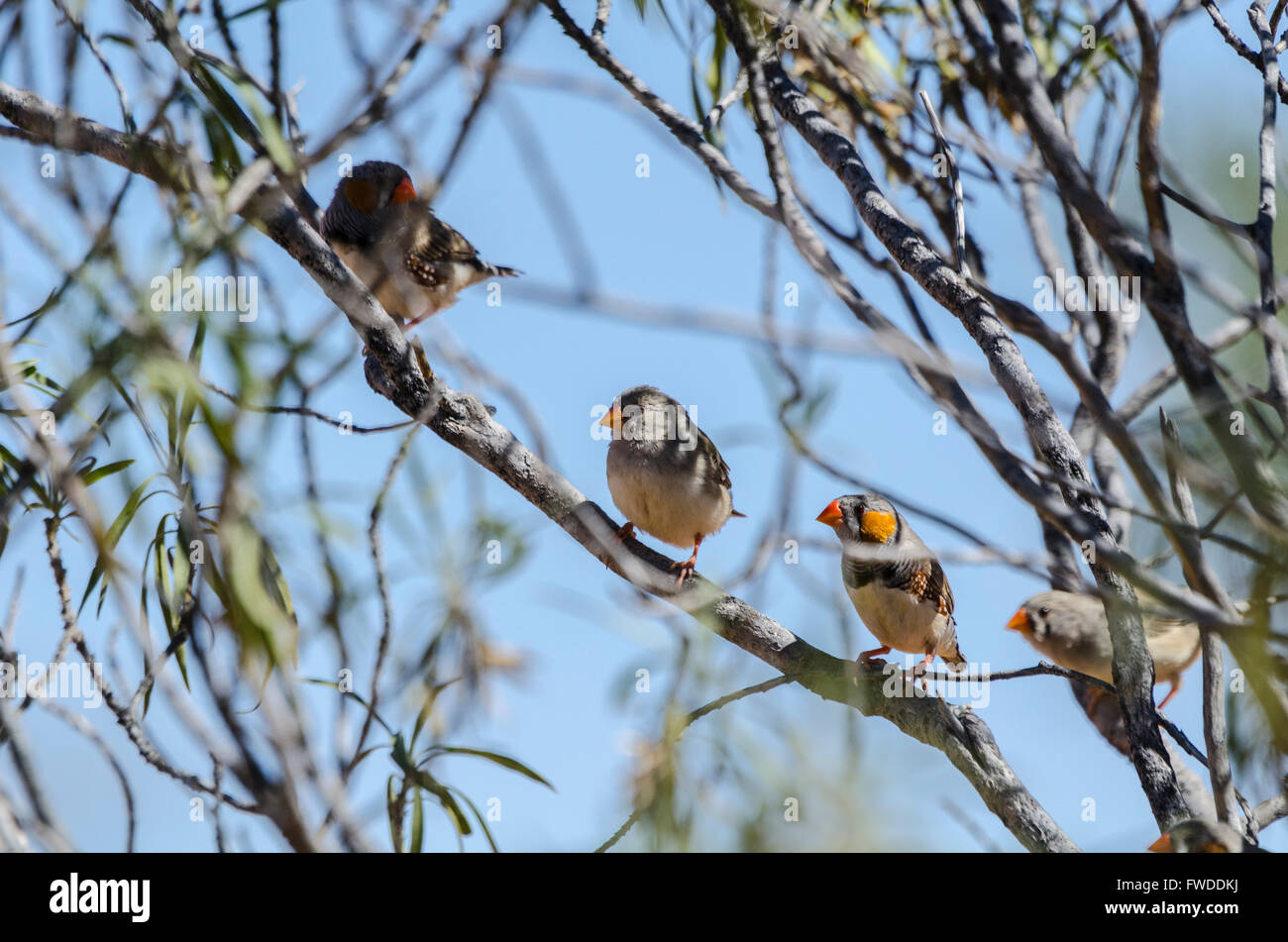 Australian finches hi-res stock photography and images - Alamy
