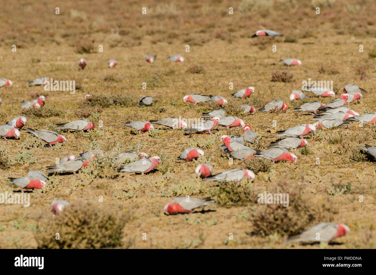 a flock of galah feeding onthe ground near Jundah, Queensland ...