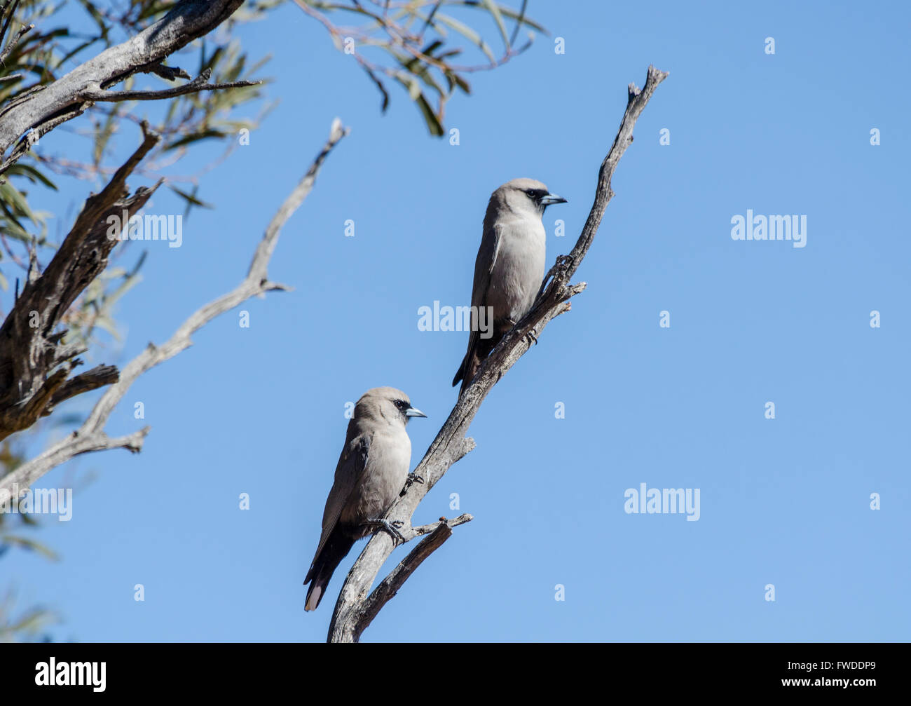 Black faced woodswallows Artamus cinereus in central queensland ...
