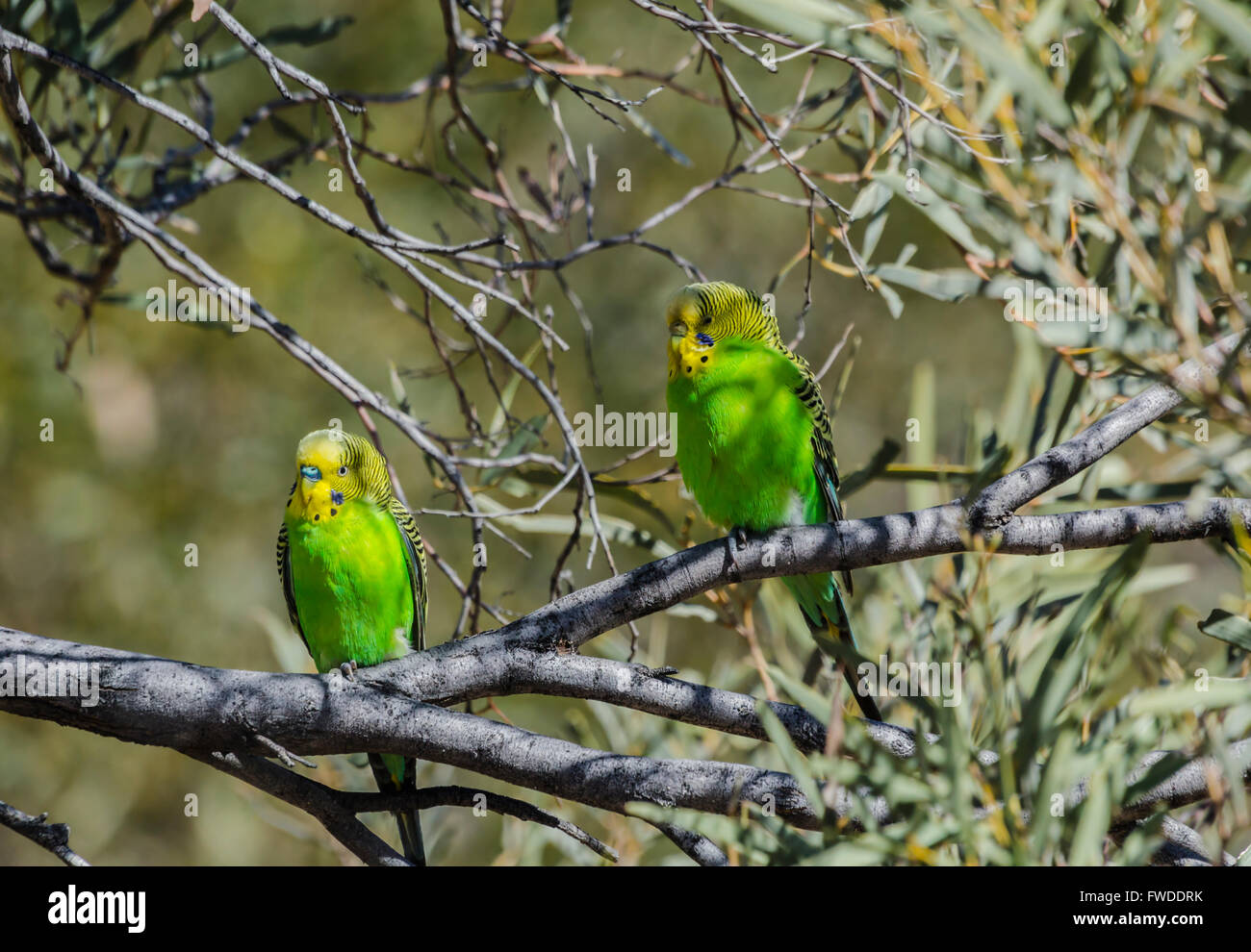 Wild budgerigars in central queensland australia Stock Photo - Alamy
