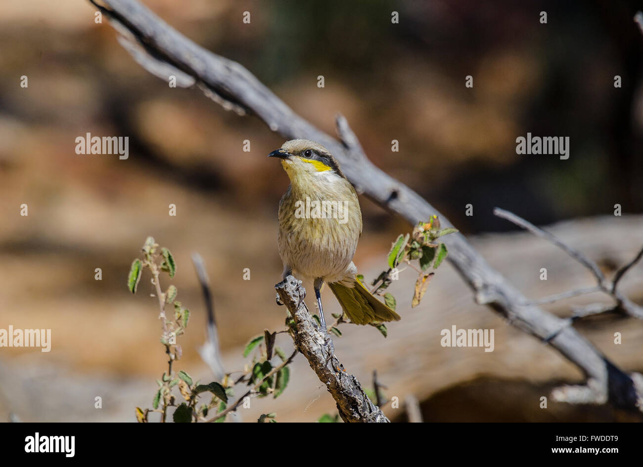 Australian native animal hi-res stock photography and images - Alamy