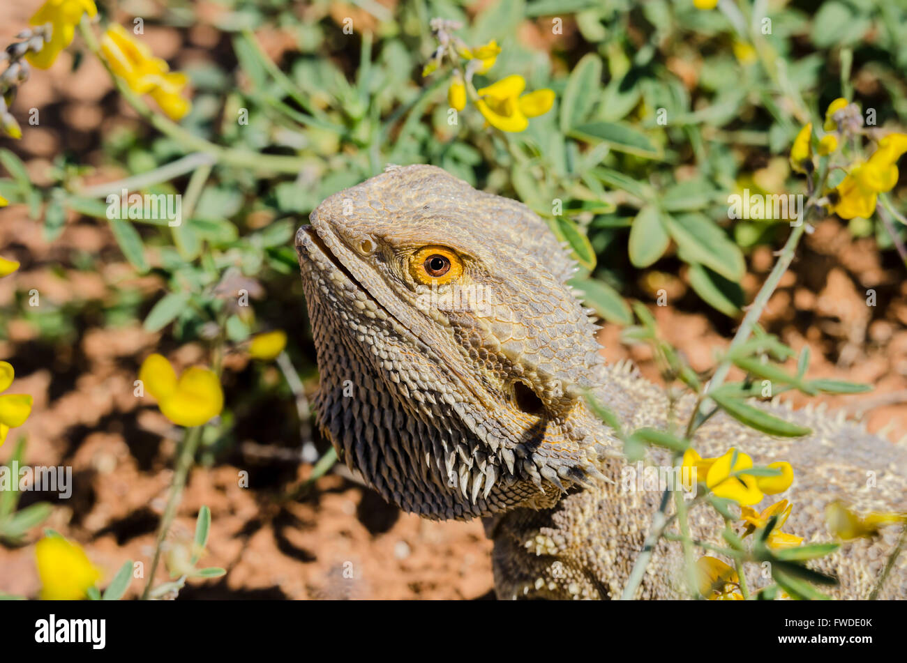 Ngarrang hi-res stock photography and images - Alamy