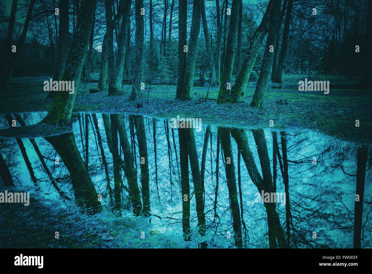 Night forest in rainy weather. Dark blue vintage color correction Stock ...