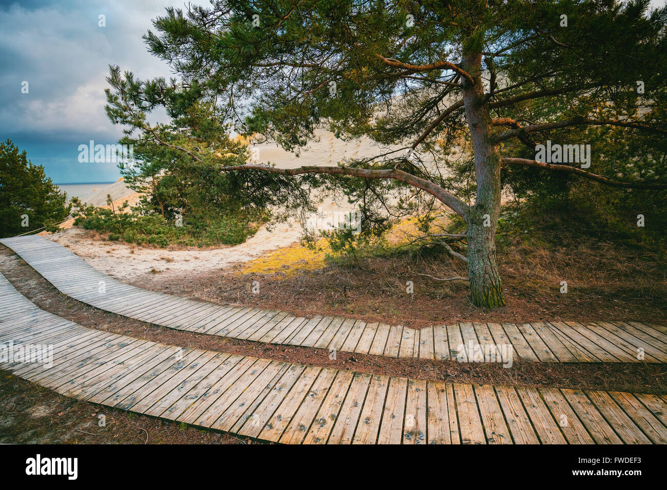 Two wooden pathways in park Stock Photo - Alamy
