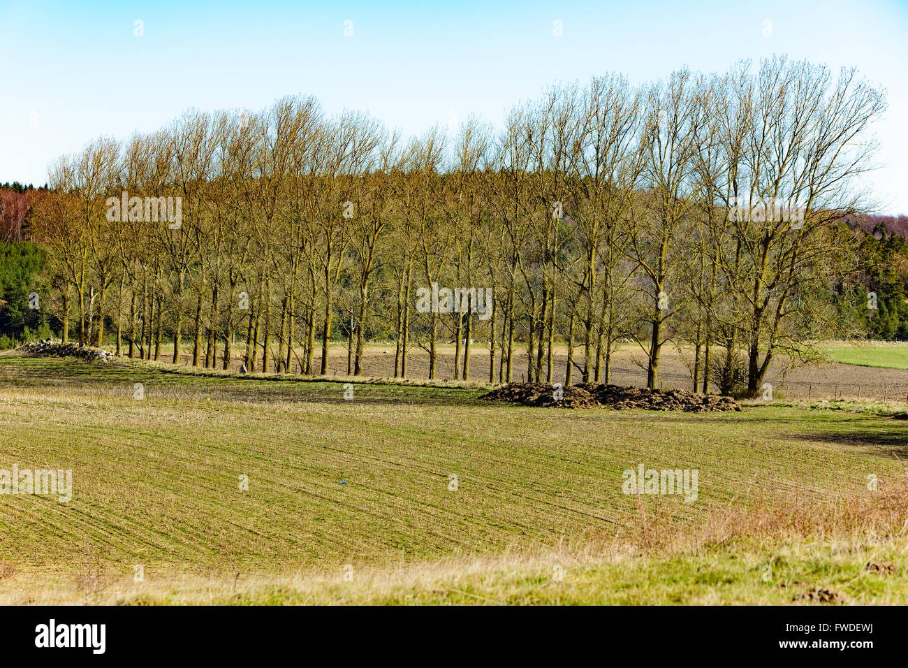 A line of trees separate the two farmers fields from one another. They ...