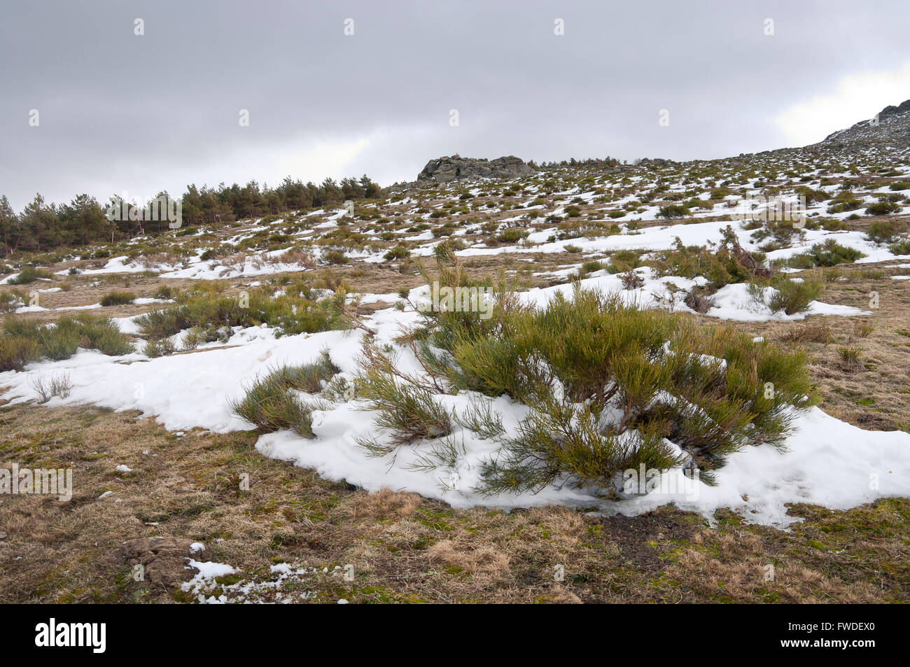 Spanish Gold Broom, Cytisus purgans Stock Photo - Alamy
