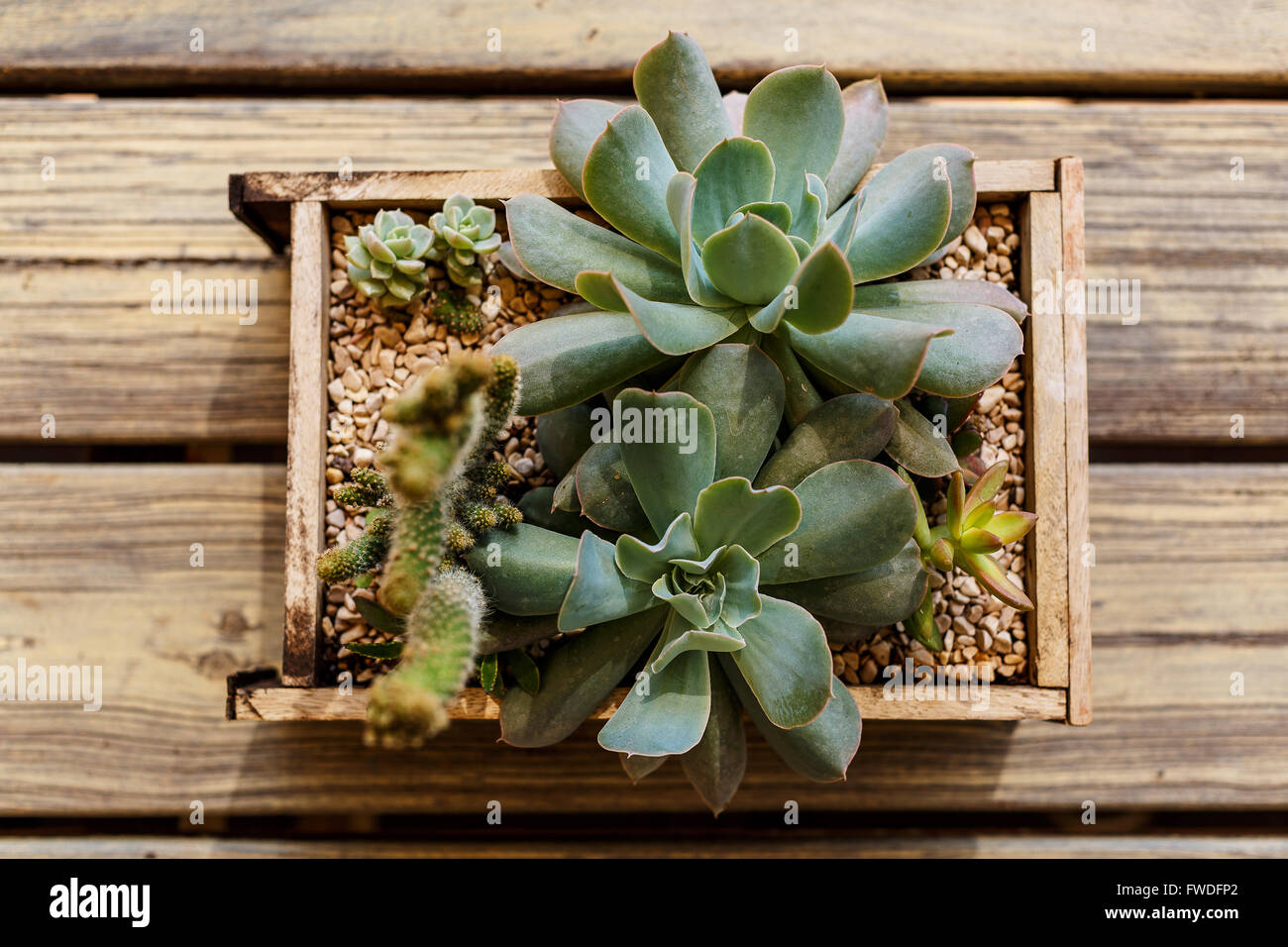 cactus in a wooden box on a wooden table Stock Photo - Alamy