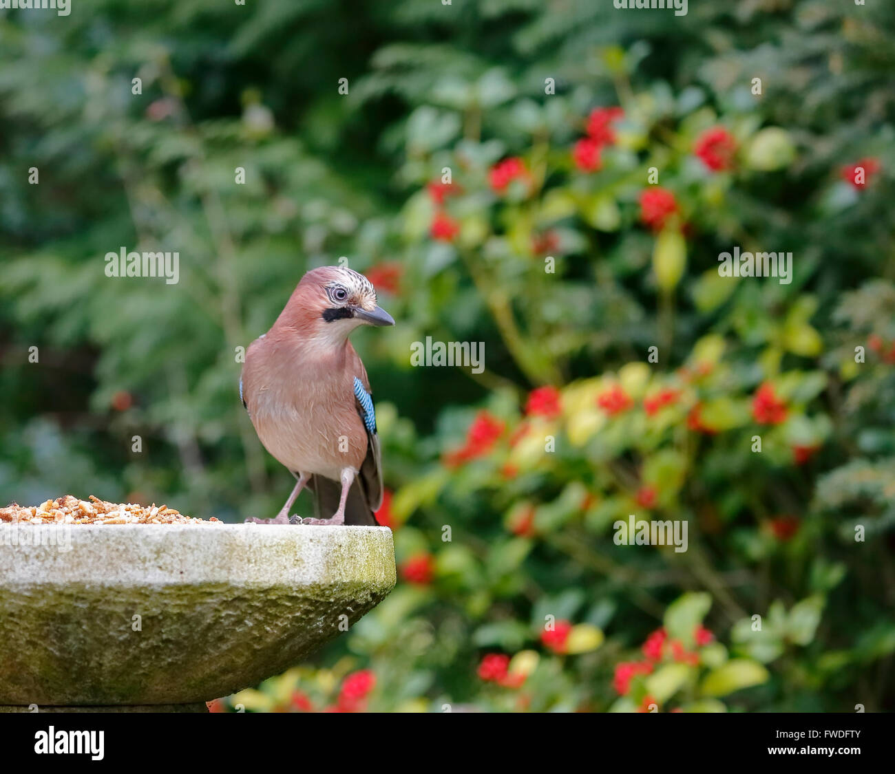 Eurasian jay (Garrulus glandarius) feeding on a stone bird table in a ...