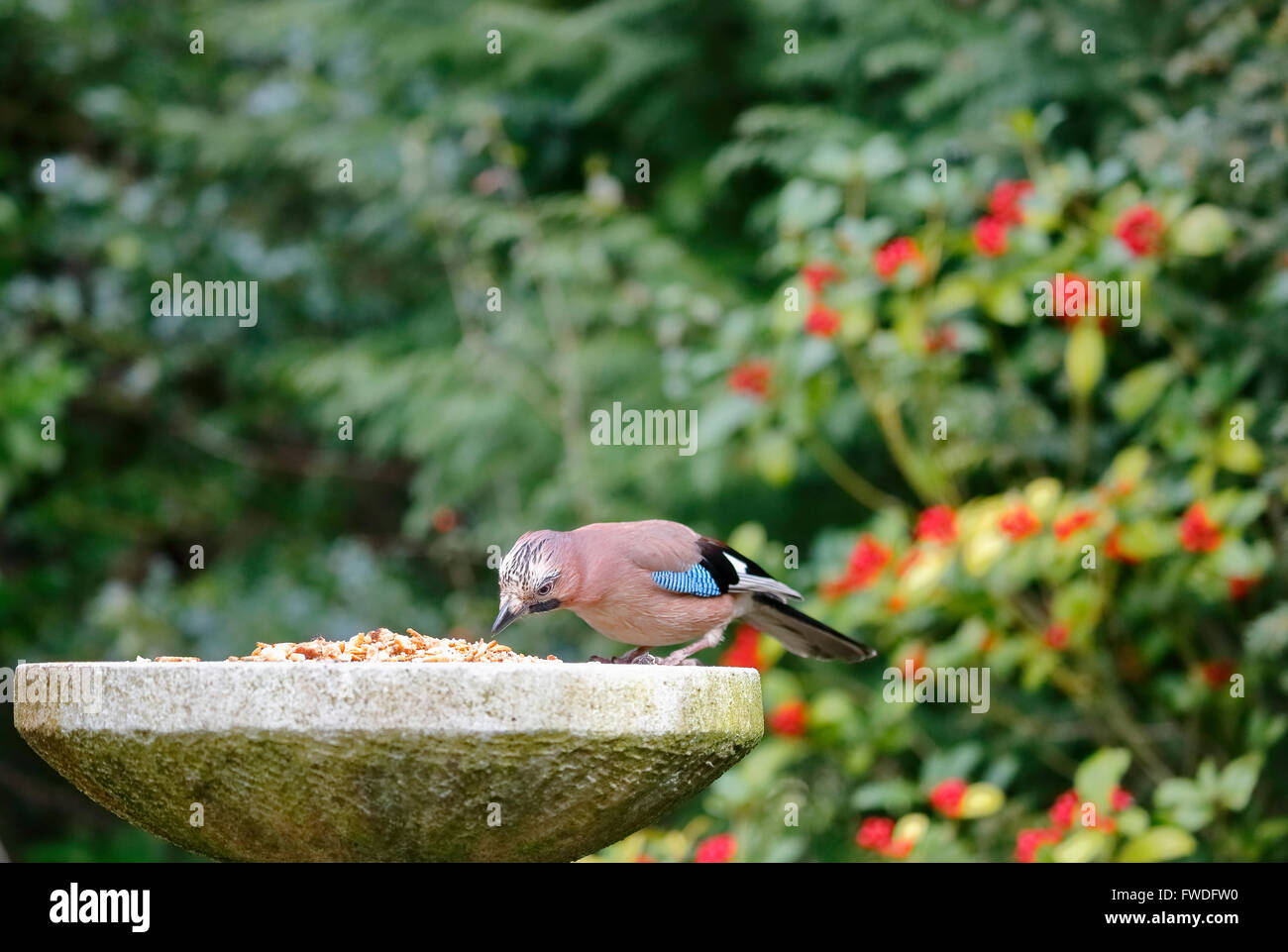 Jay bird uk garden hi-res stock photography and images - Alamy