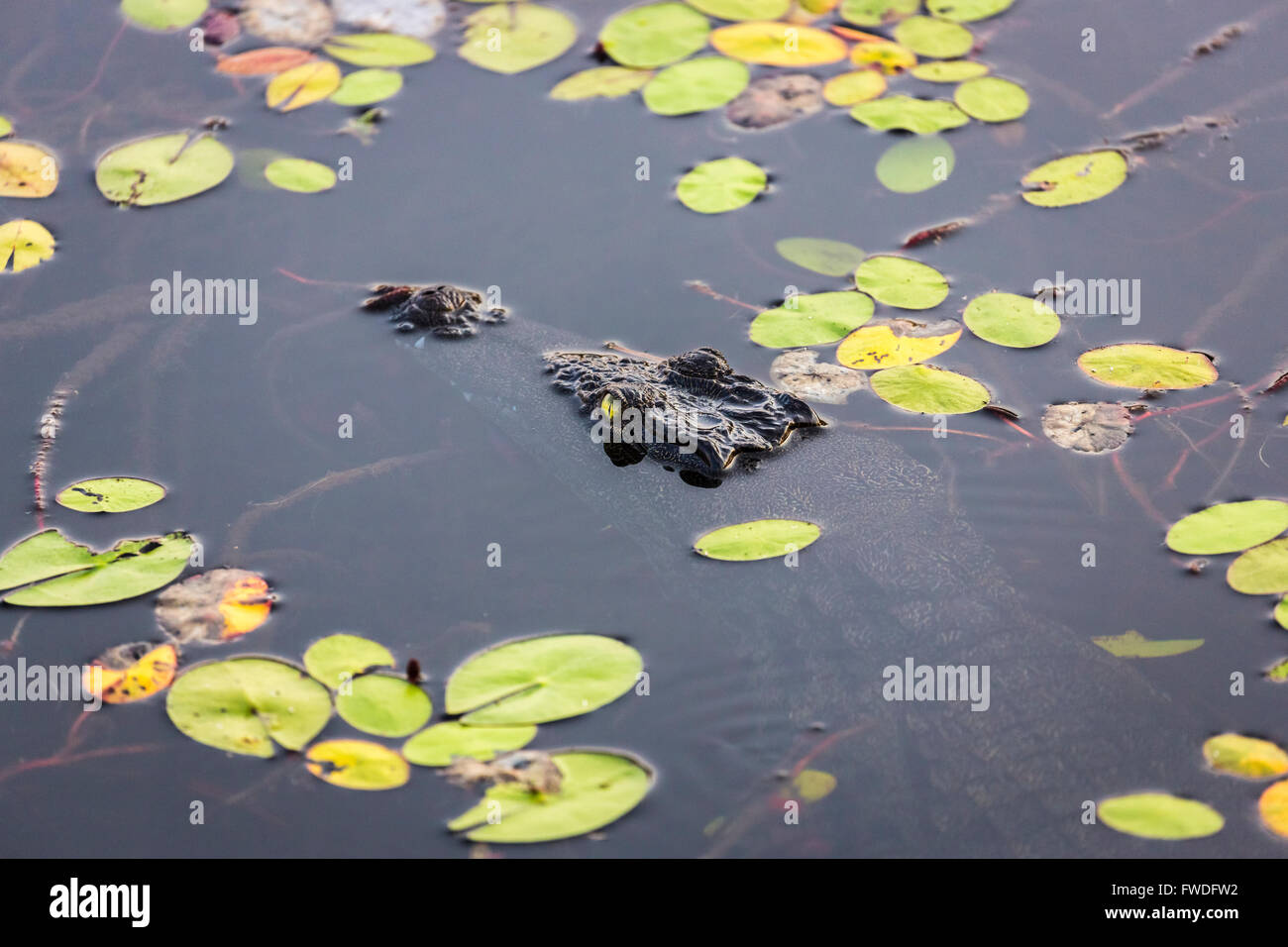 Predators: Crocodile with green eye lurking in water by lily pads ...