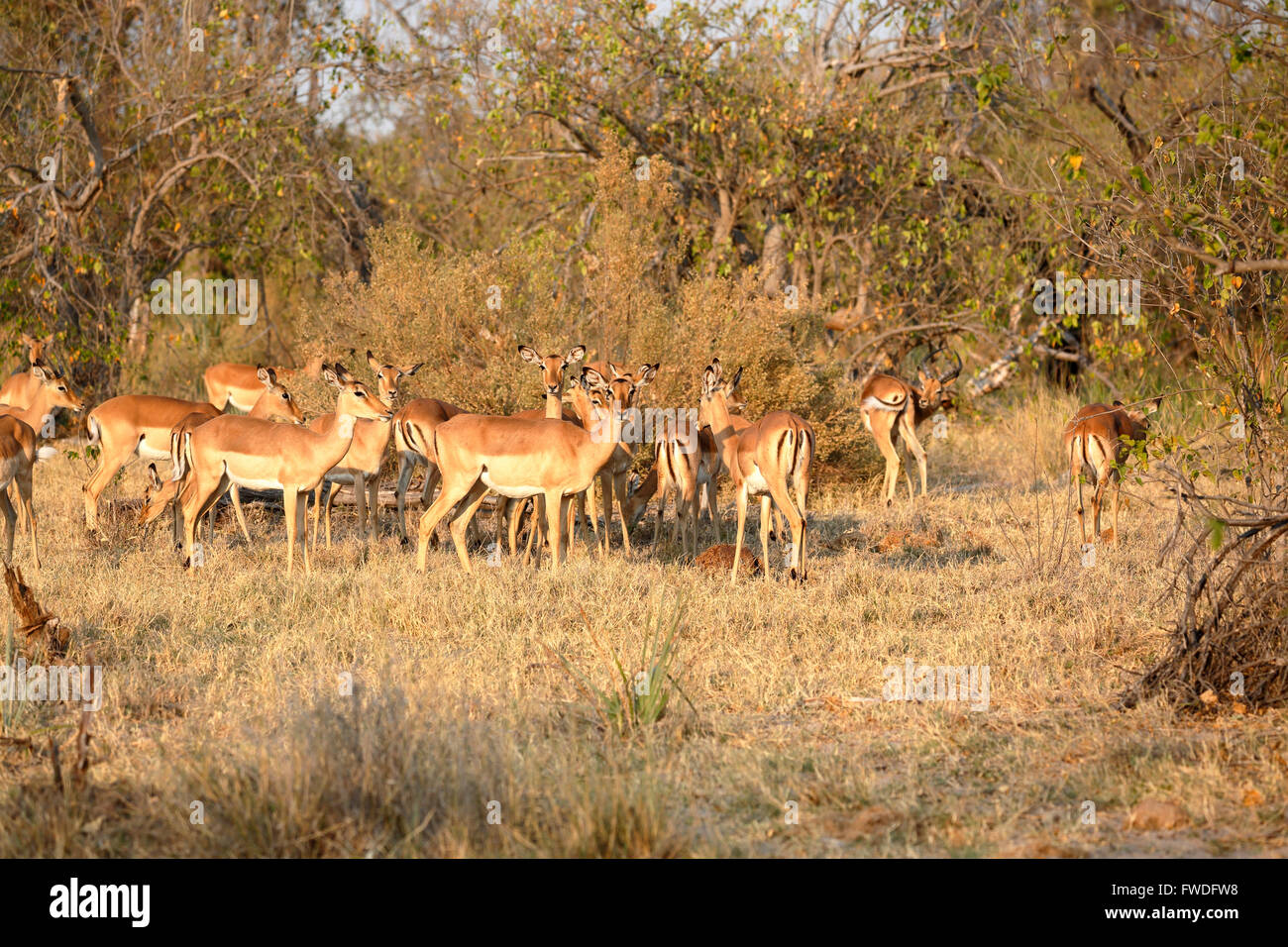Nxabega Concession, Okavango Delta, northern Botswana, southern Africa ...