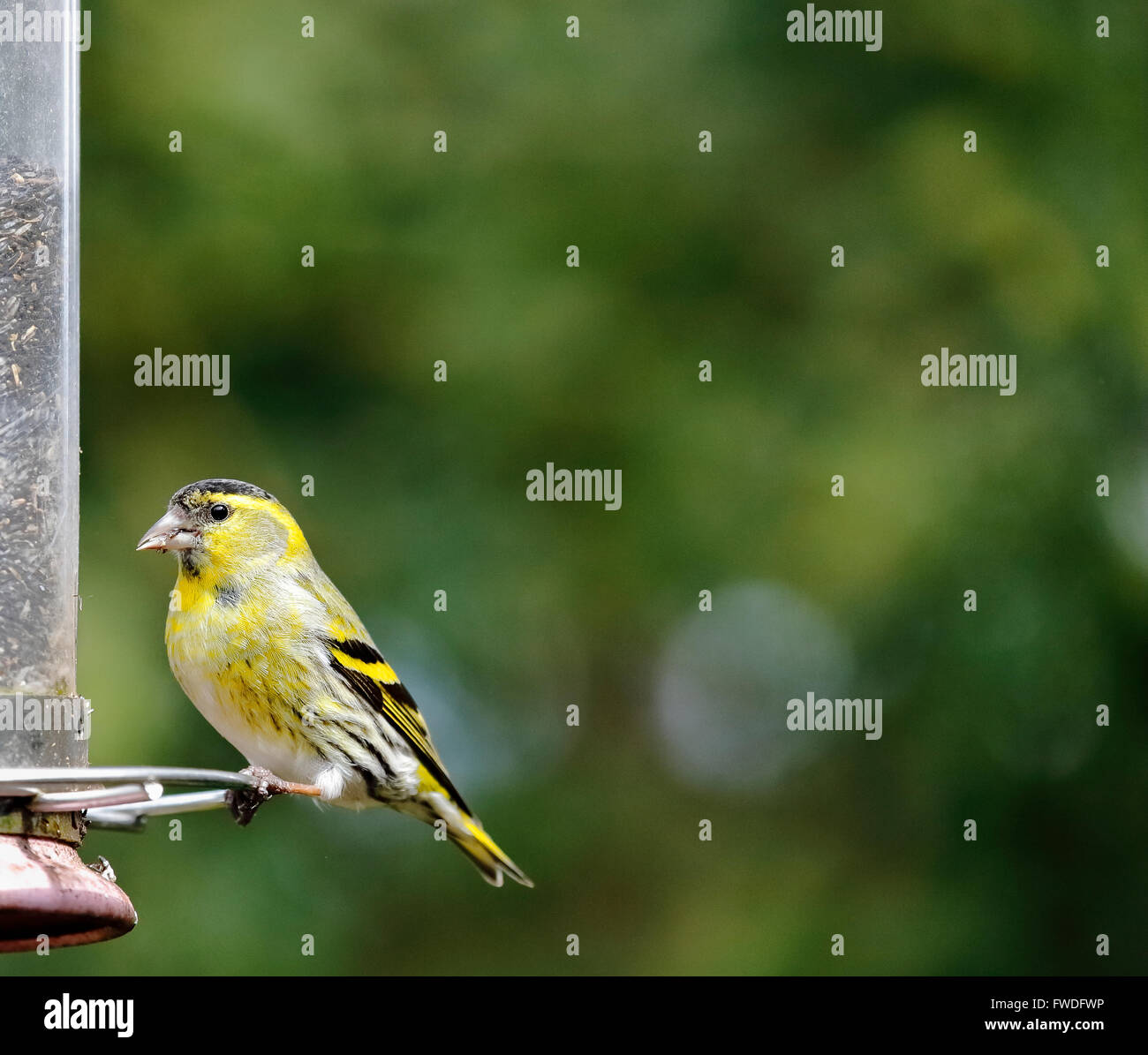 Black headed siskin hi-res stock photography and images - Alamy