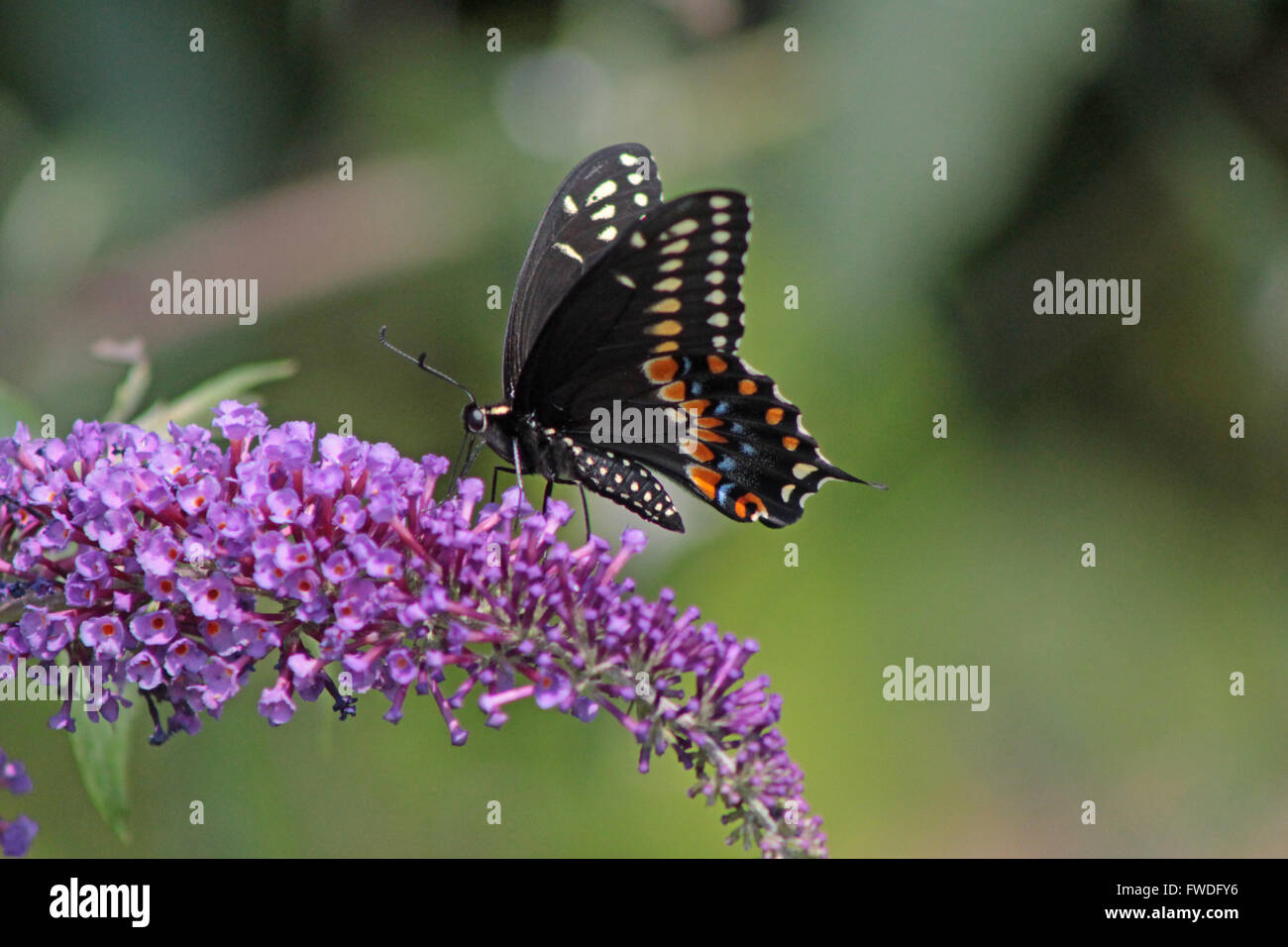 Black Swallowtail Butterfly , quite rare in these parts Stock Photo - Alamy