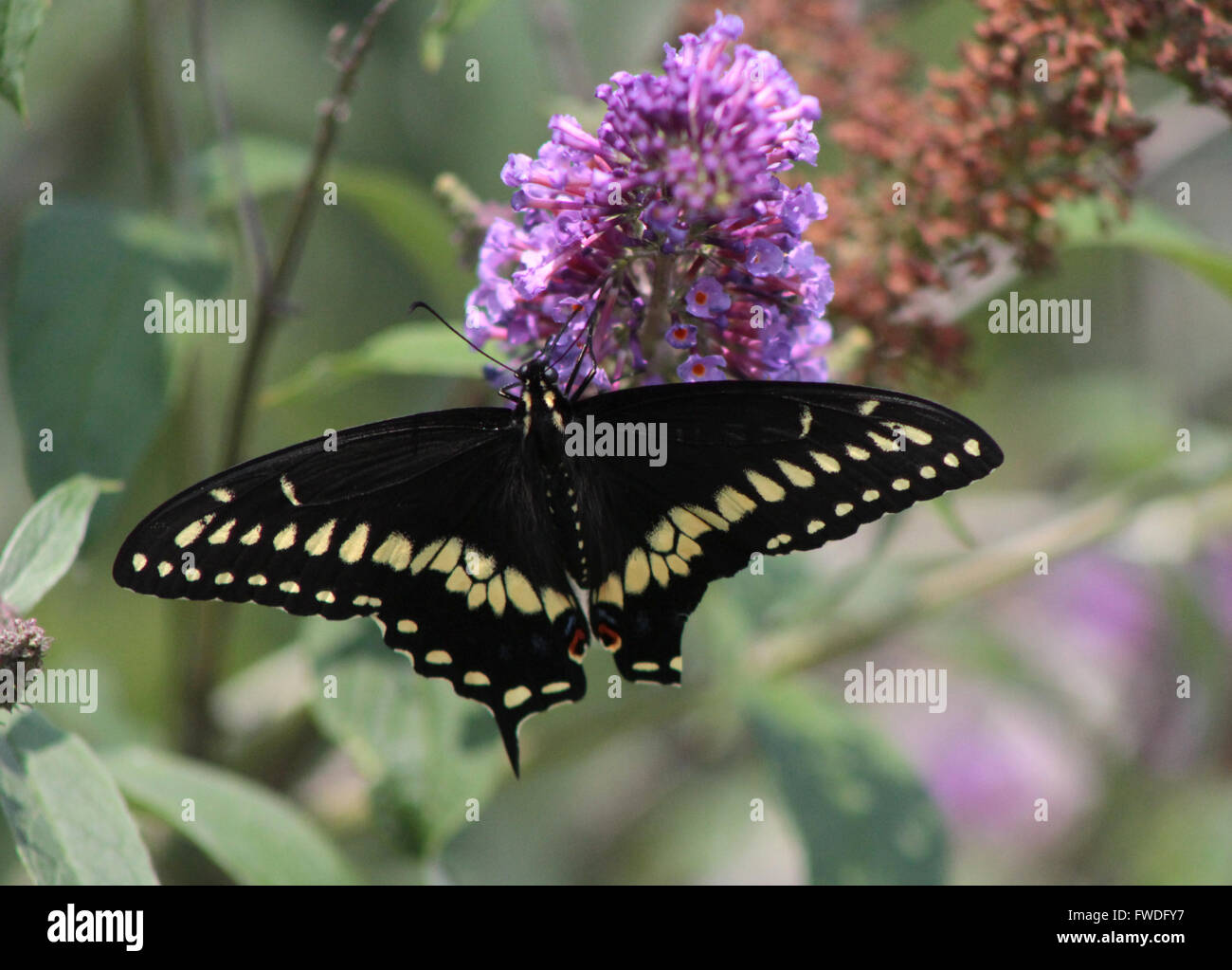 Black Swallowtail Butterfly , quite rare in these parts Stock Photo - Alamy