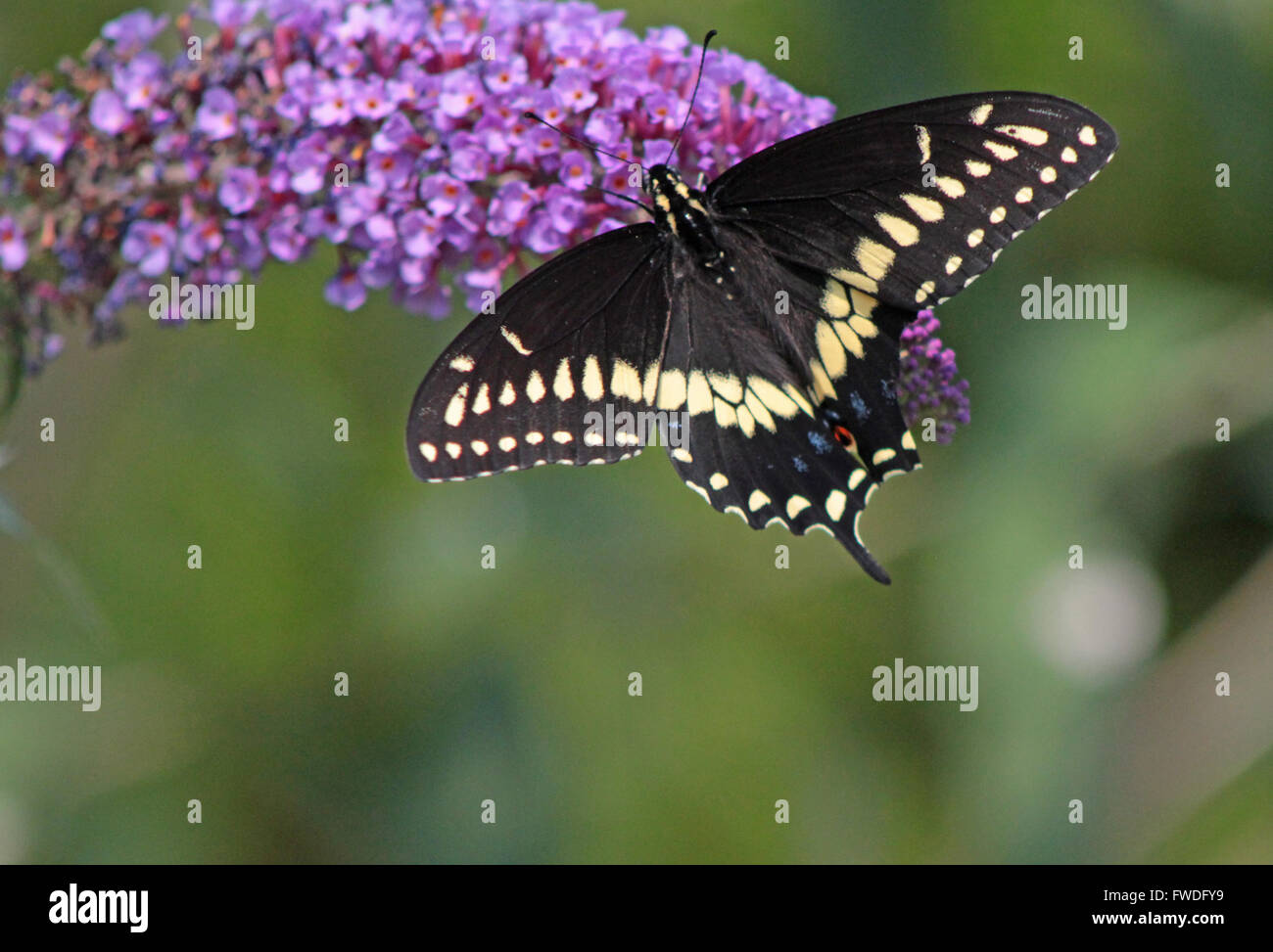 Black Swallowtail Butterfly , quite rare in these parts Stock Photo - Alamy