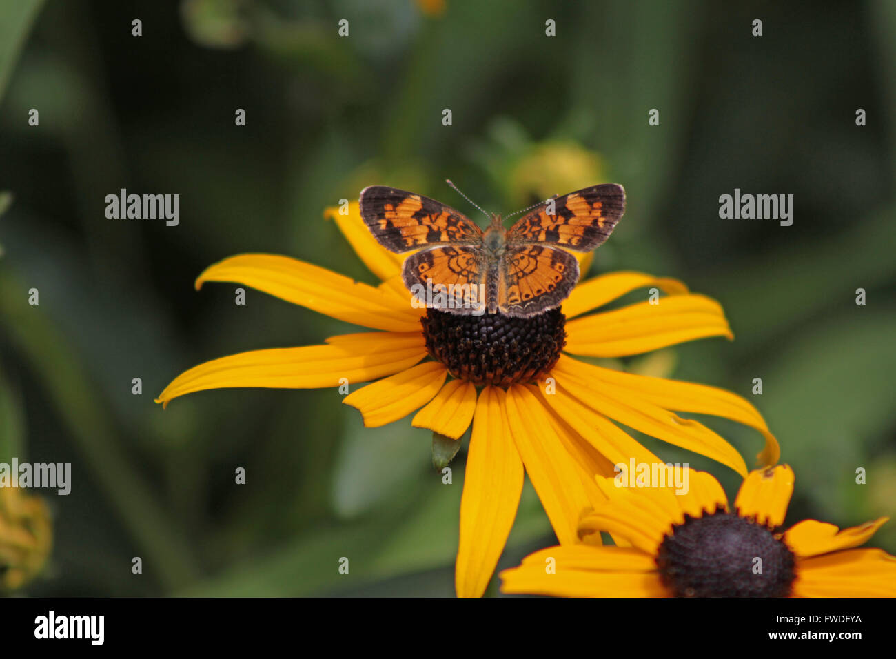 Harris Checkerspot Butterfly on wild daisy flower Stock Photo - Alamy