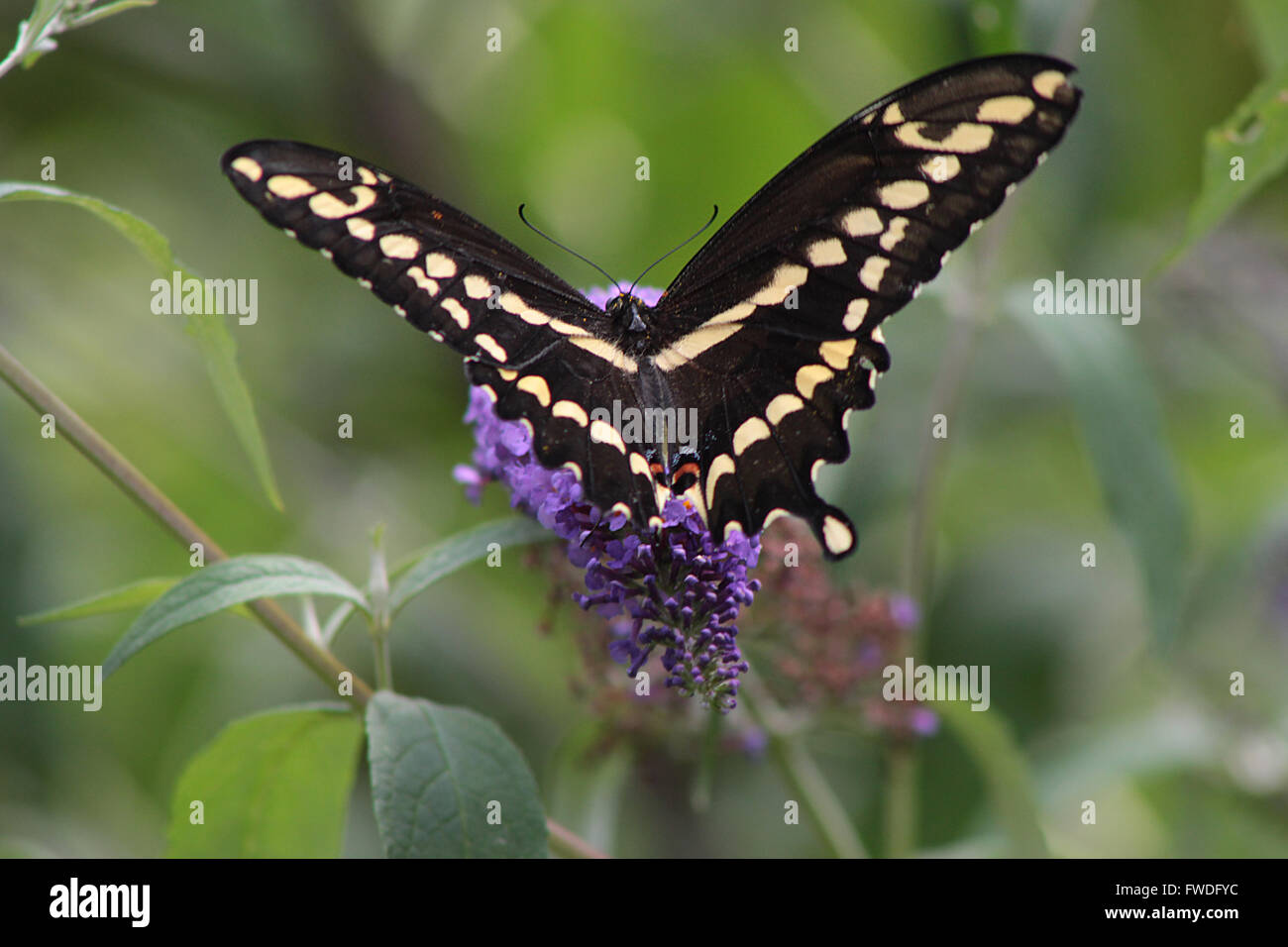 Connecticut butterflies hi-res stock photography and images - Alamy
