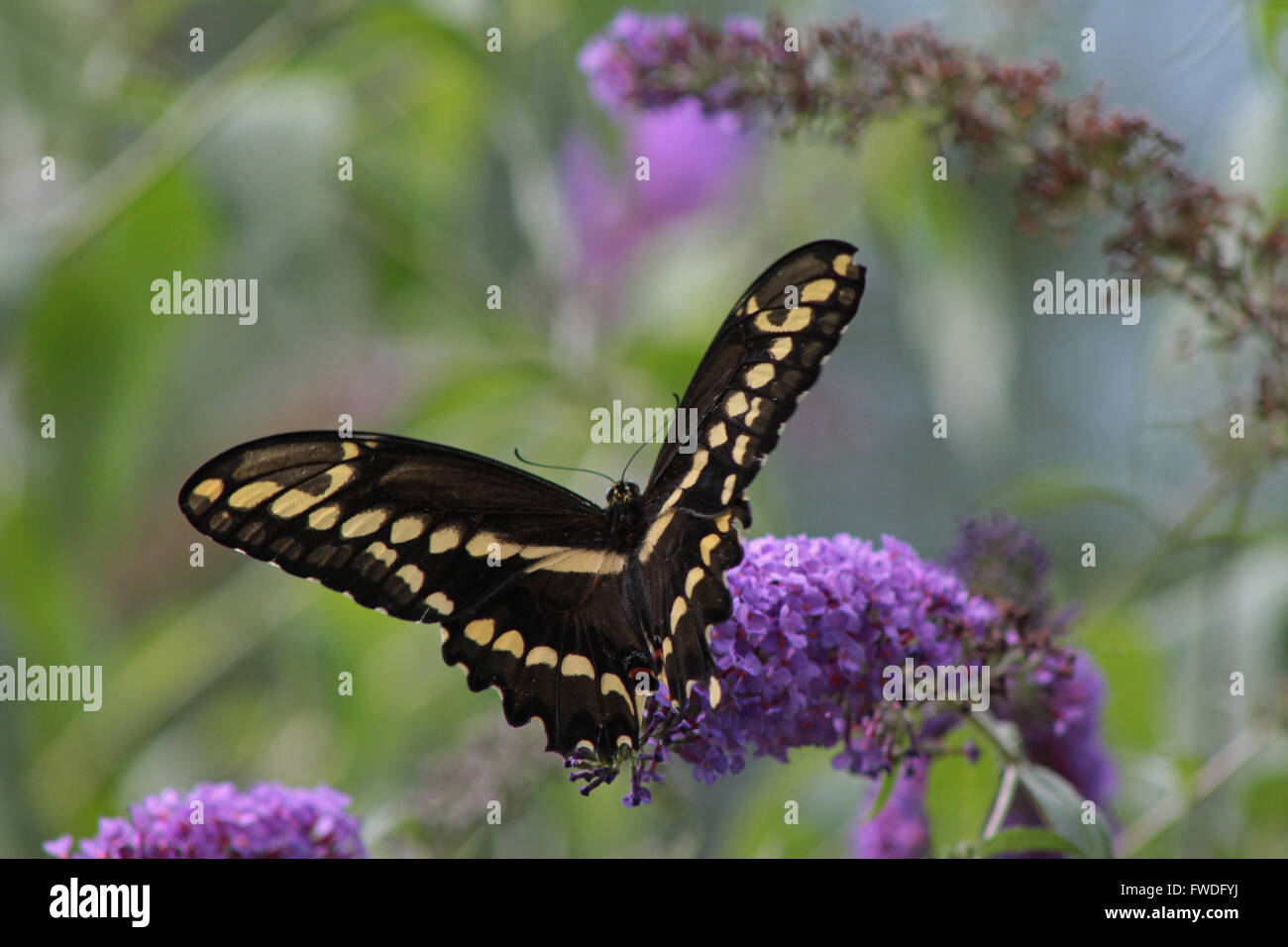 Giant Swallowtail Butterfly feeding on Buddleia bush, also known as ...