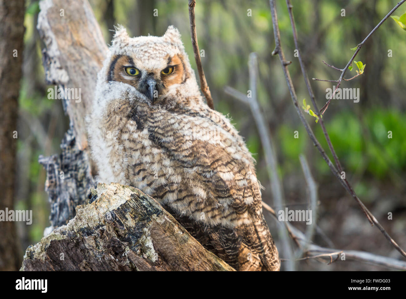 Great Horned Owl Profile Stock Photos & Great Horned Owl Profile Stock ...