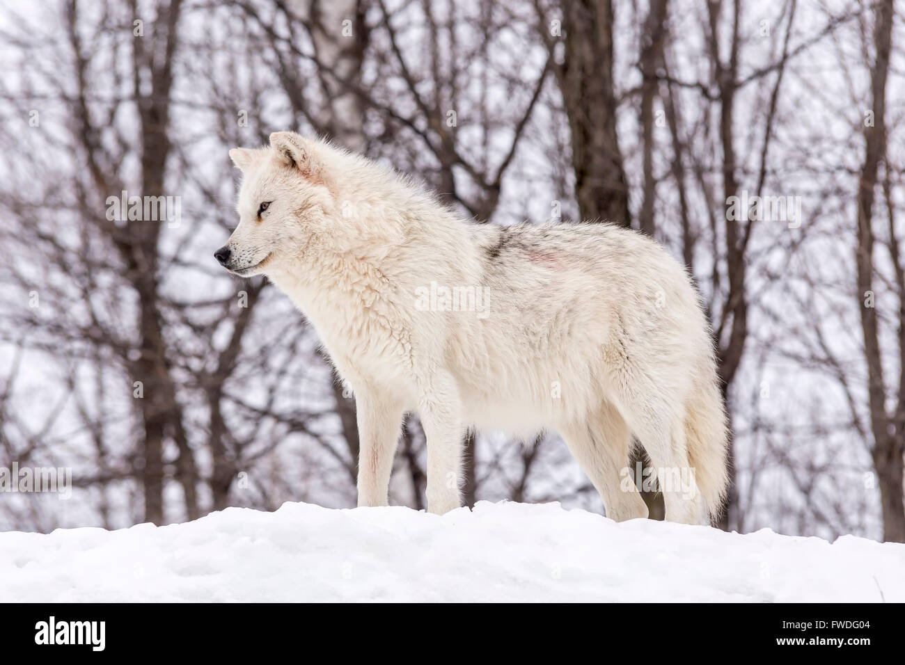 Arctic Wolf in a winter scene Stock Photo - Alamy