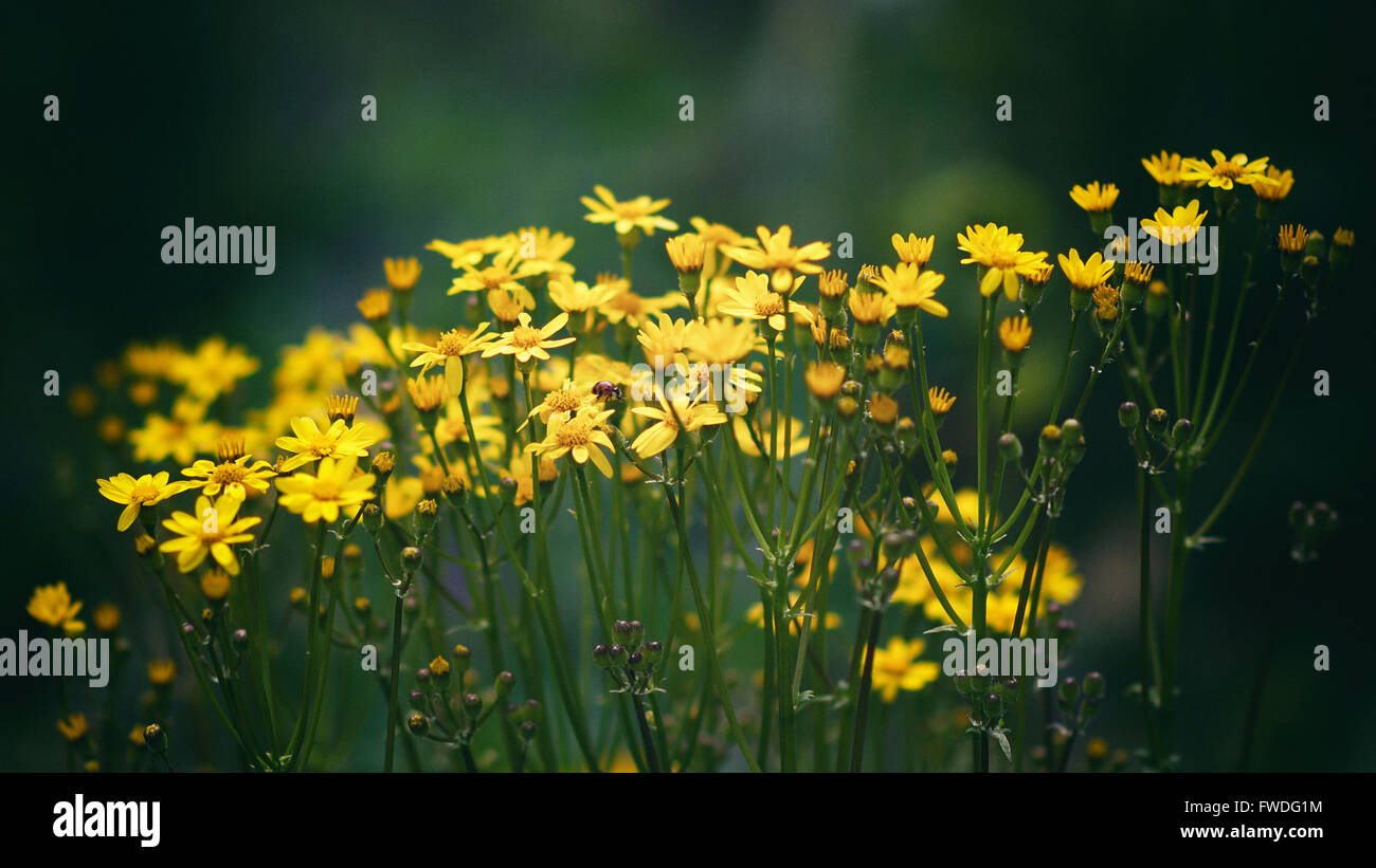 Silent spring hi-res stock photography and images - Alamy