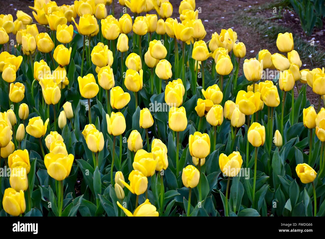 Tulips at the tulip garden in Washington DC, USA Stock Photo - Alamy