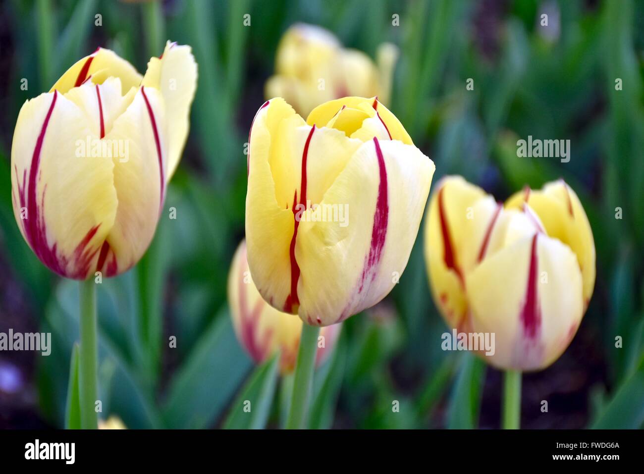 Tulips in pretty flower hi-res stock photography and images - Alamy