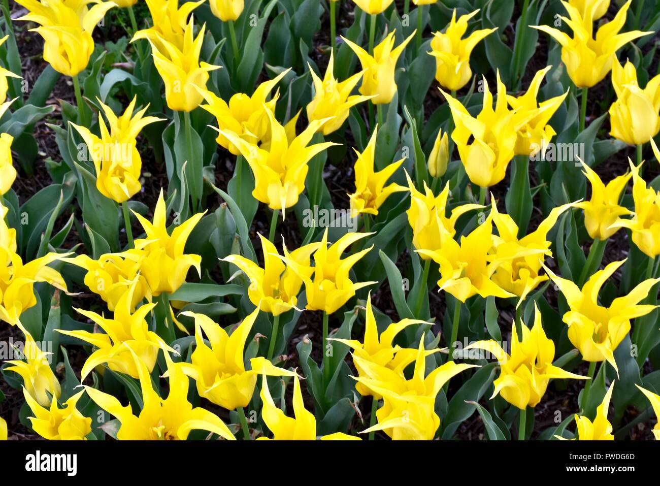 Tulips at the tulip garden in Washington DC, USA Stock Photo - Alamy