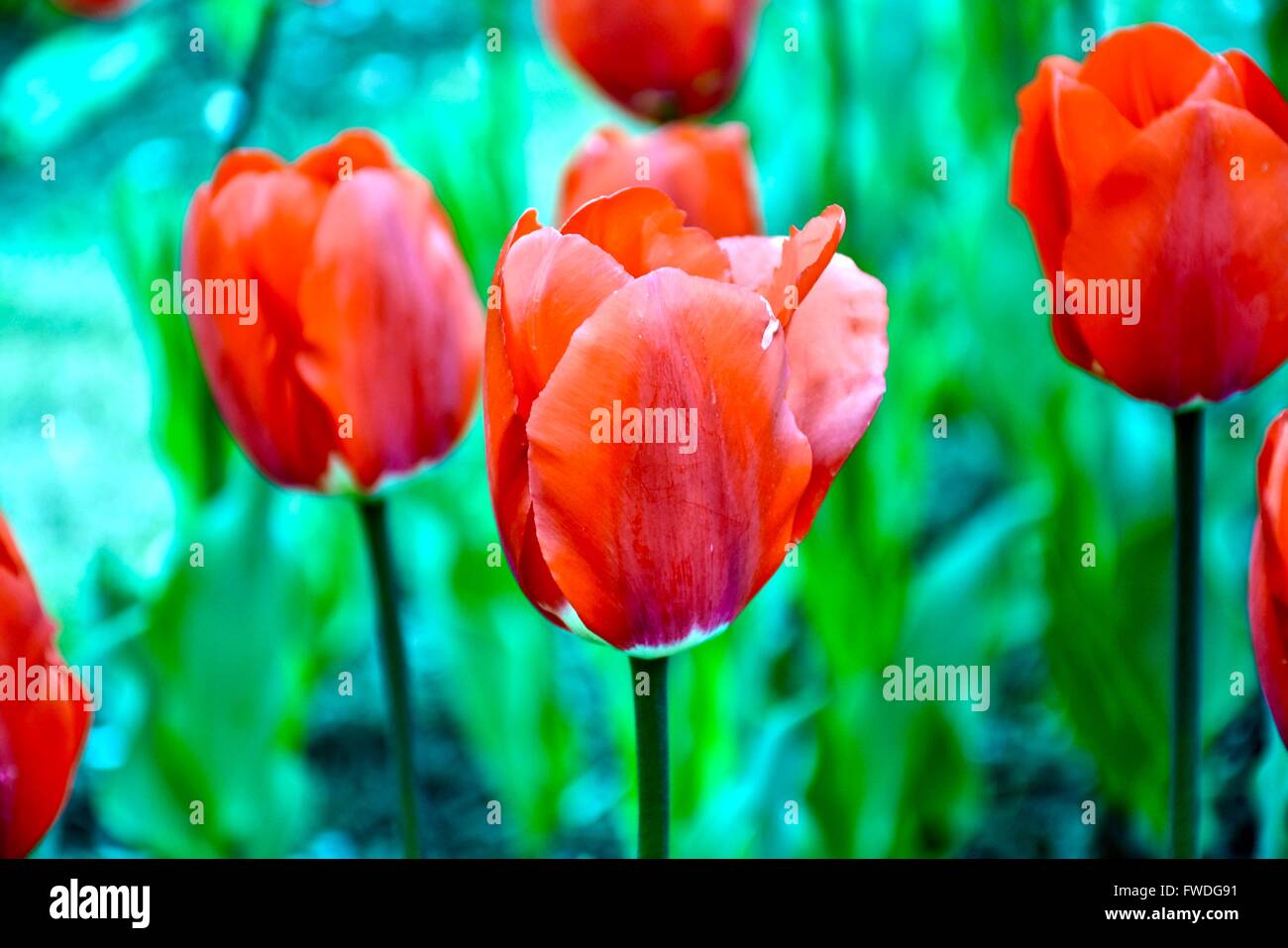 Tulips at the tulip garden in Washington DC, USA Stock Photo - Alamy